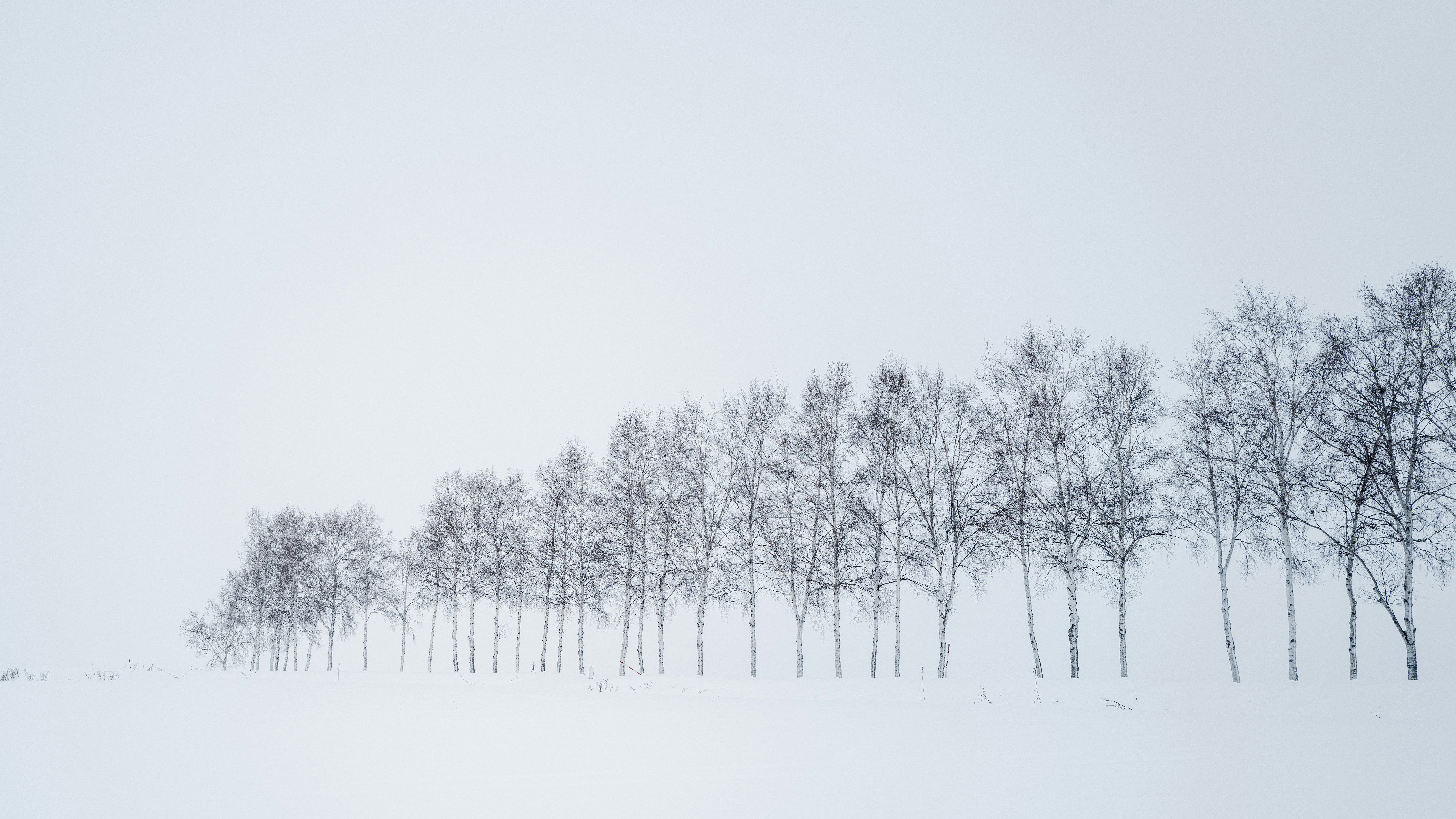 A line of trees in a snowy field photo – Free Asahi Image on Unsplash