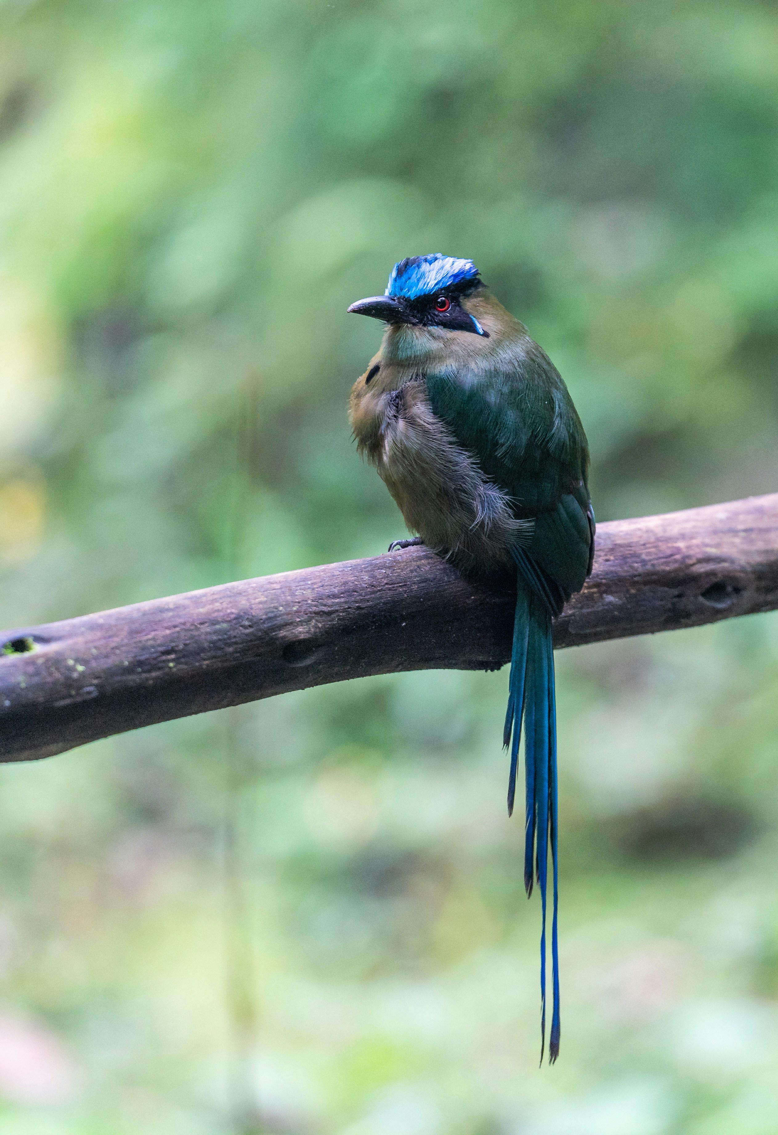 A small bird with a blue head sitting on a branch photo – Free Animal ...