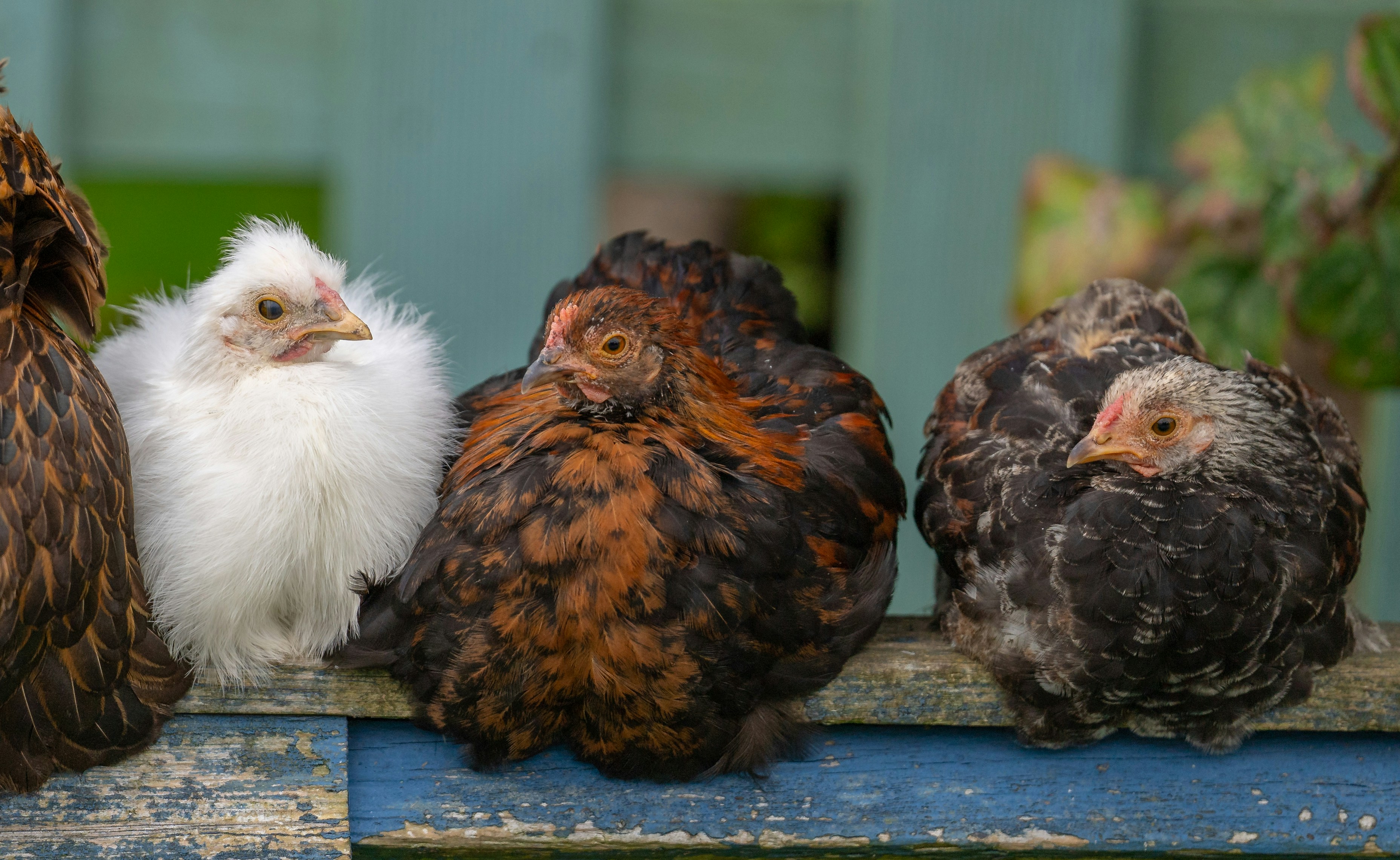 A group of chickens sitting on top of a blue bench photo – Free Animal ...