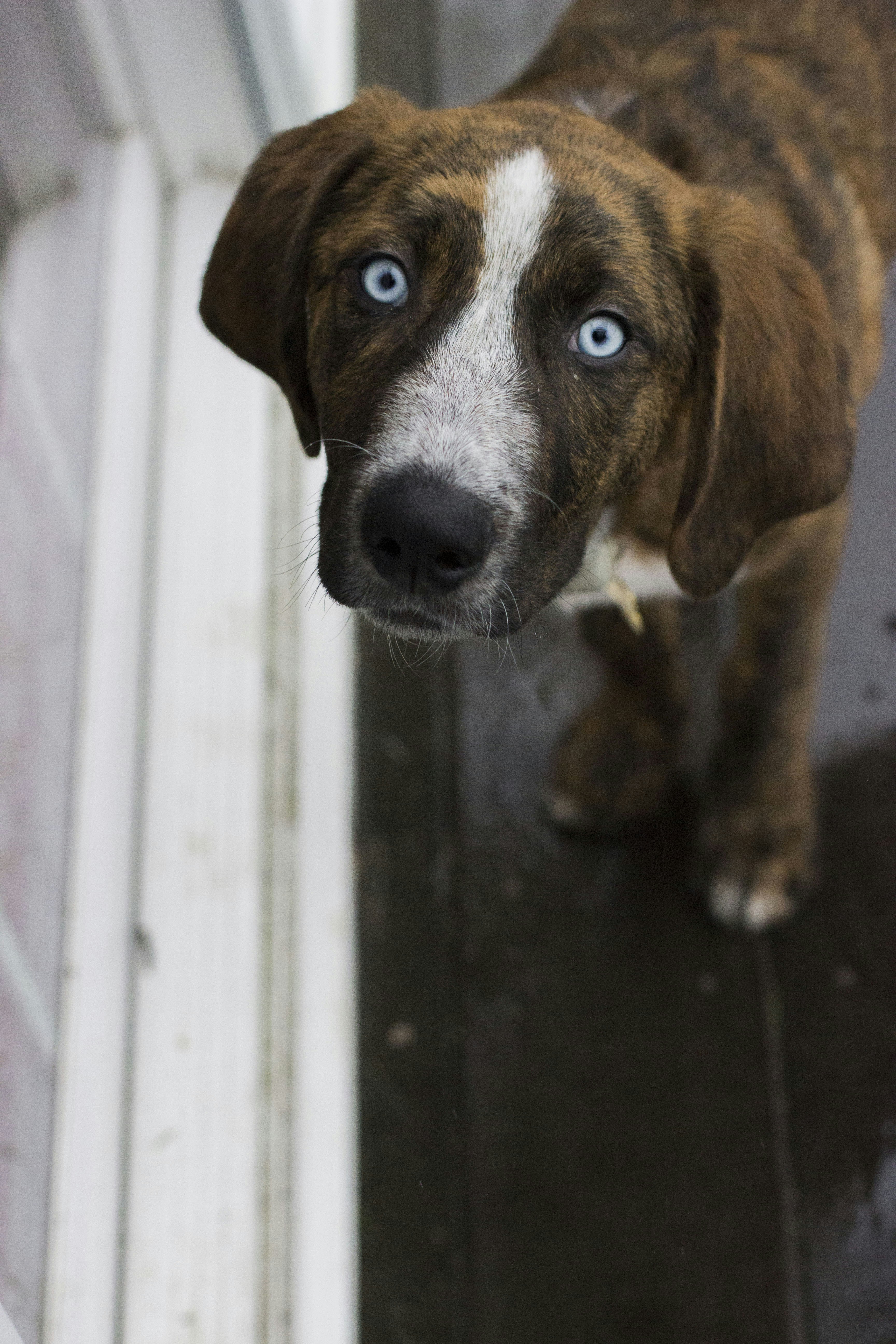 Blue-Eyed Pup Leaning into the Doorframe