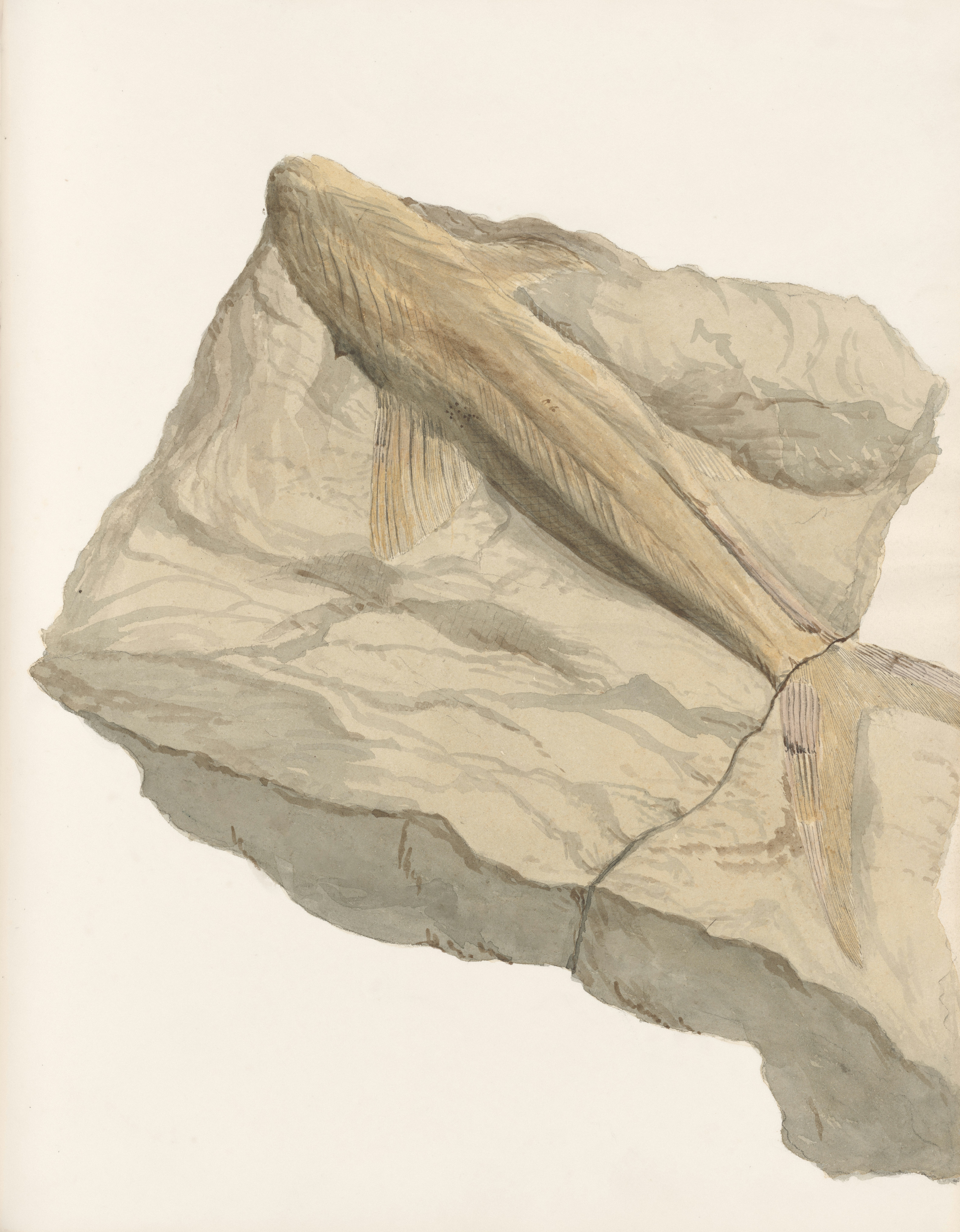 Stone Fold in Soft Light: A Quiet Rock Study