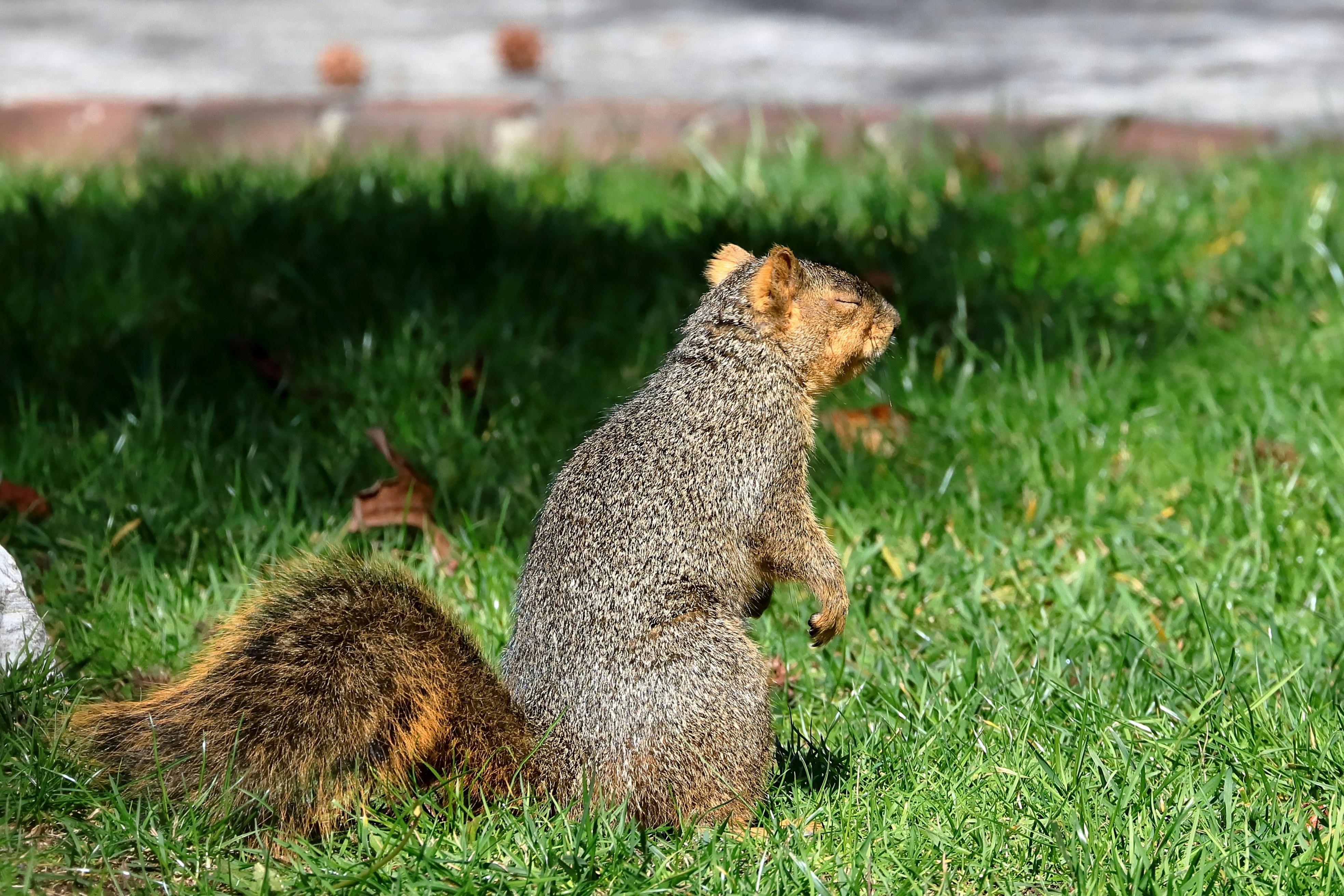 Squirrel's Solitary Moment
