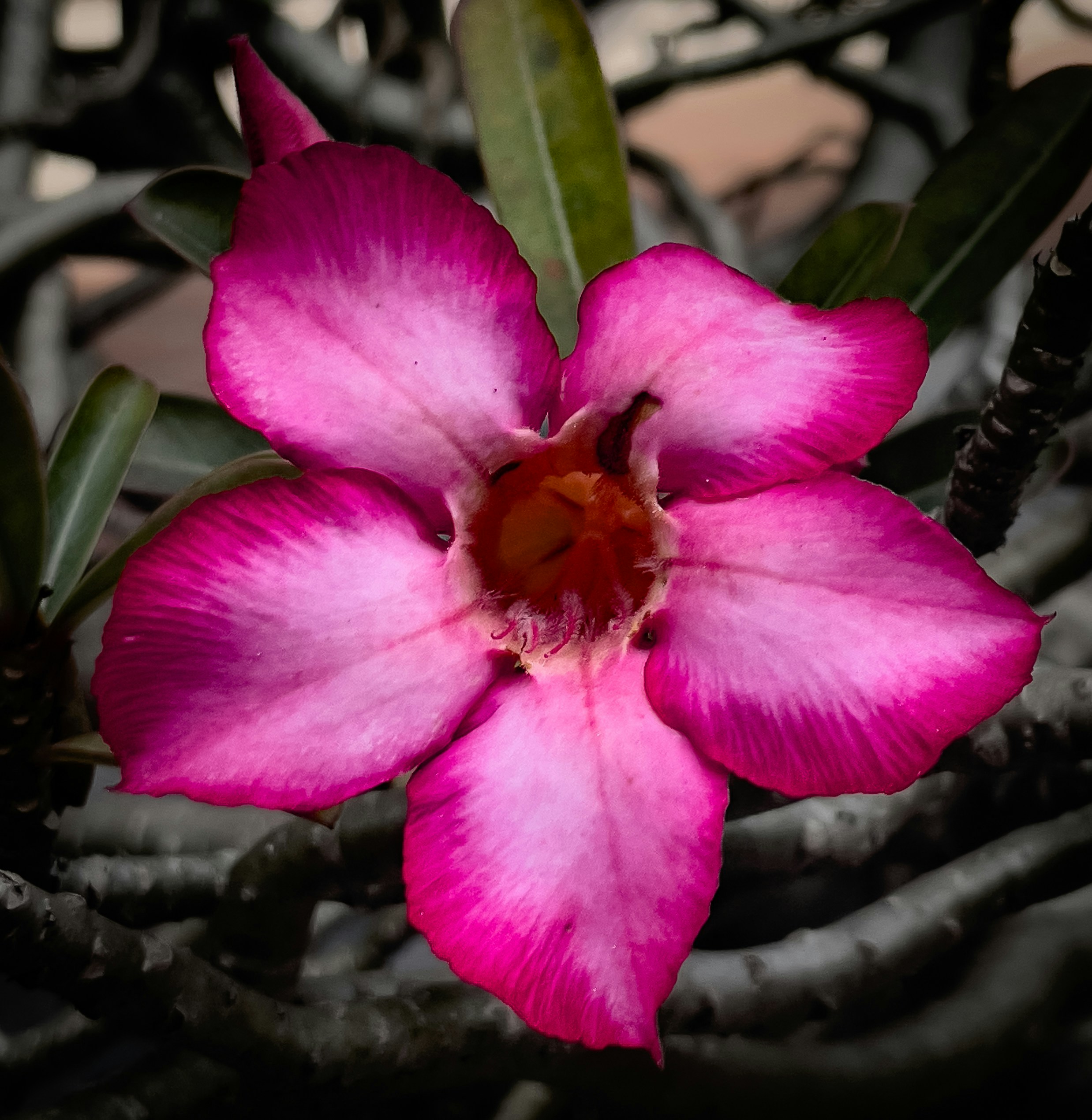Crimson Bloom: A Close-Up of a Pink Desert Rose Petal