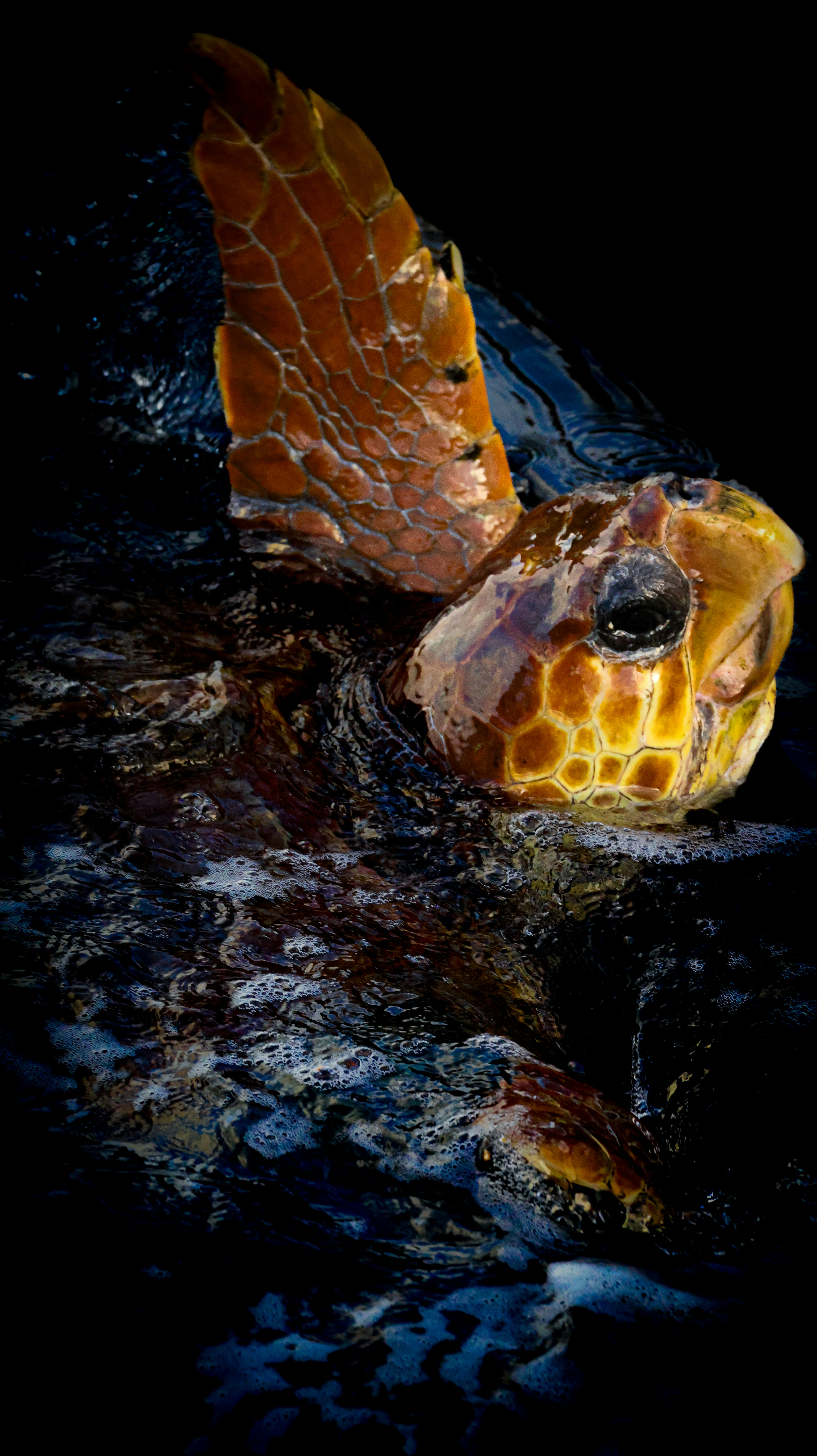 Emerald Gaze: A Turtle’s Quiet Repose in Dark Waters