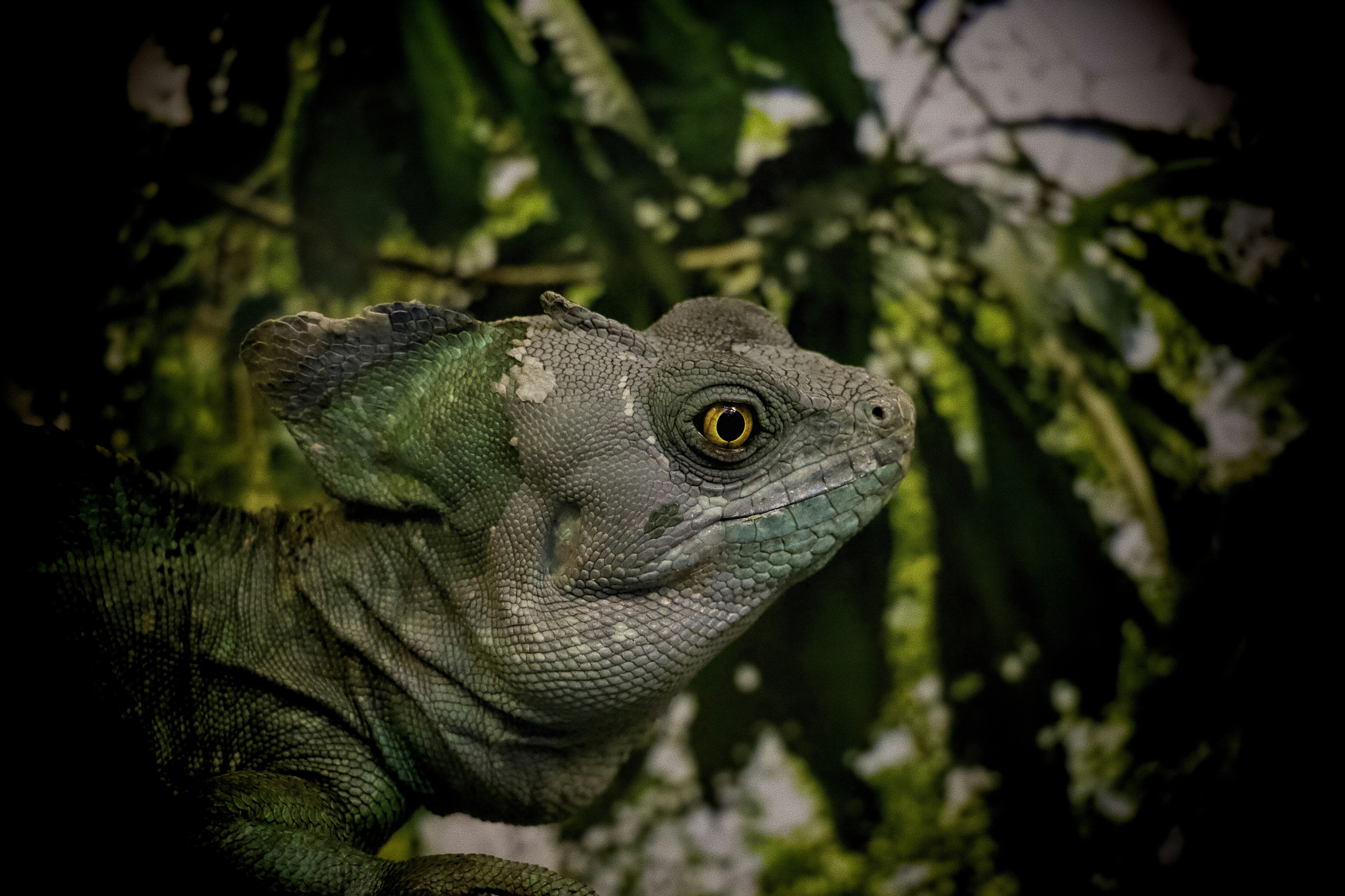 Close-up of a Green Iguana's Gaze in Dense Foliage