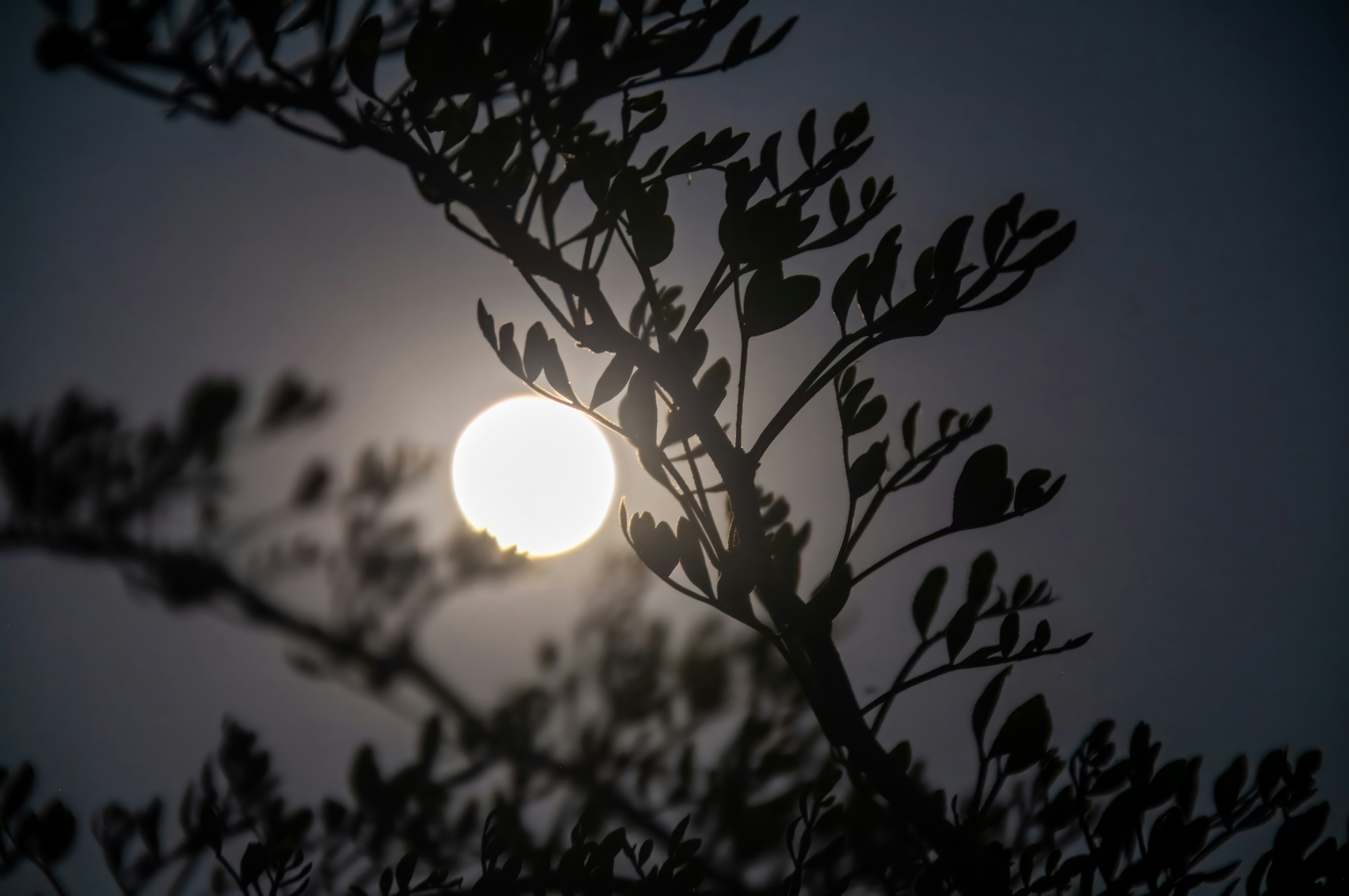 A full moon seen through the branches of a tree photo – Free Dhaka Image on Unsplash