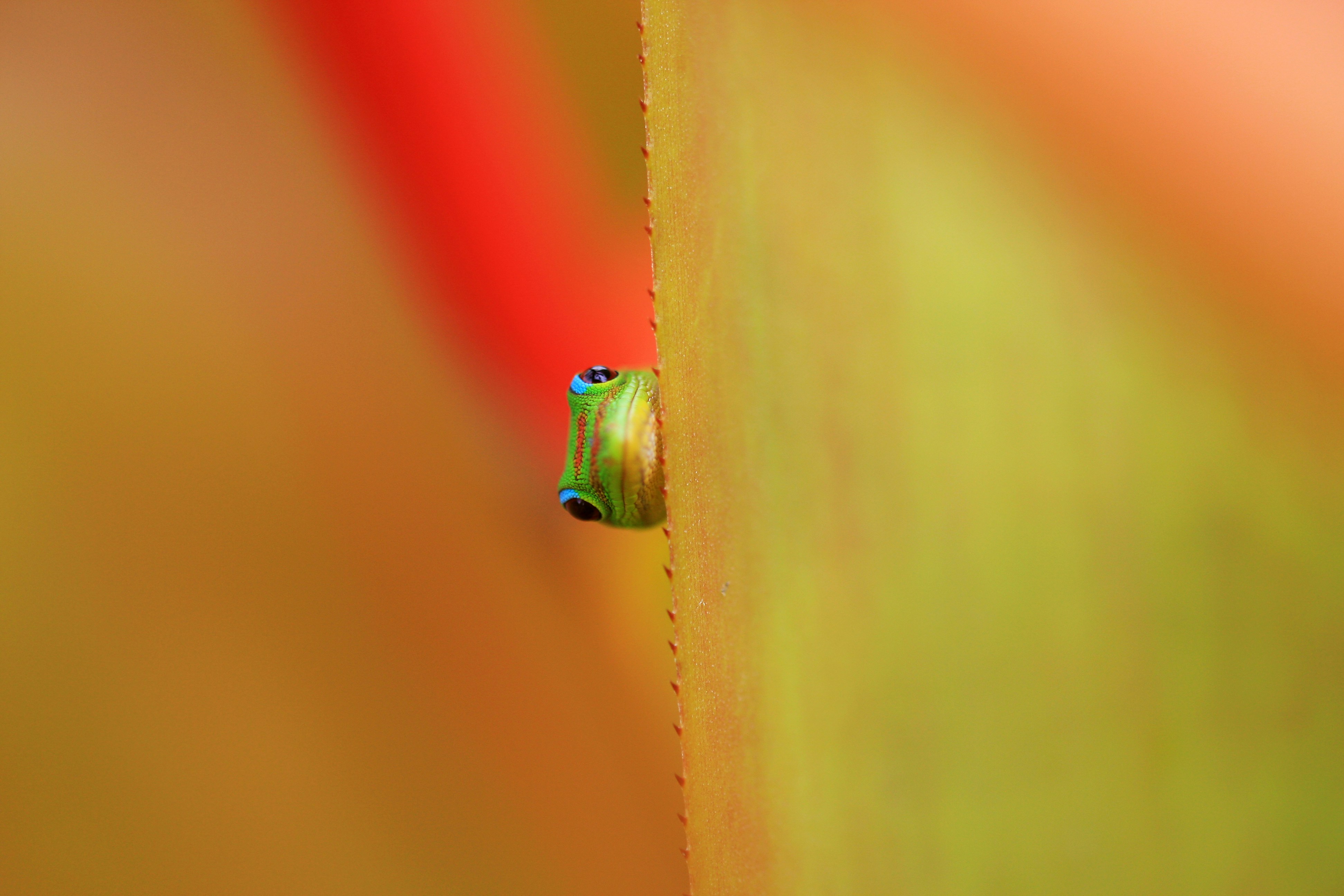 Emerald Leafhopper at the Sunlit Leaf Edge