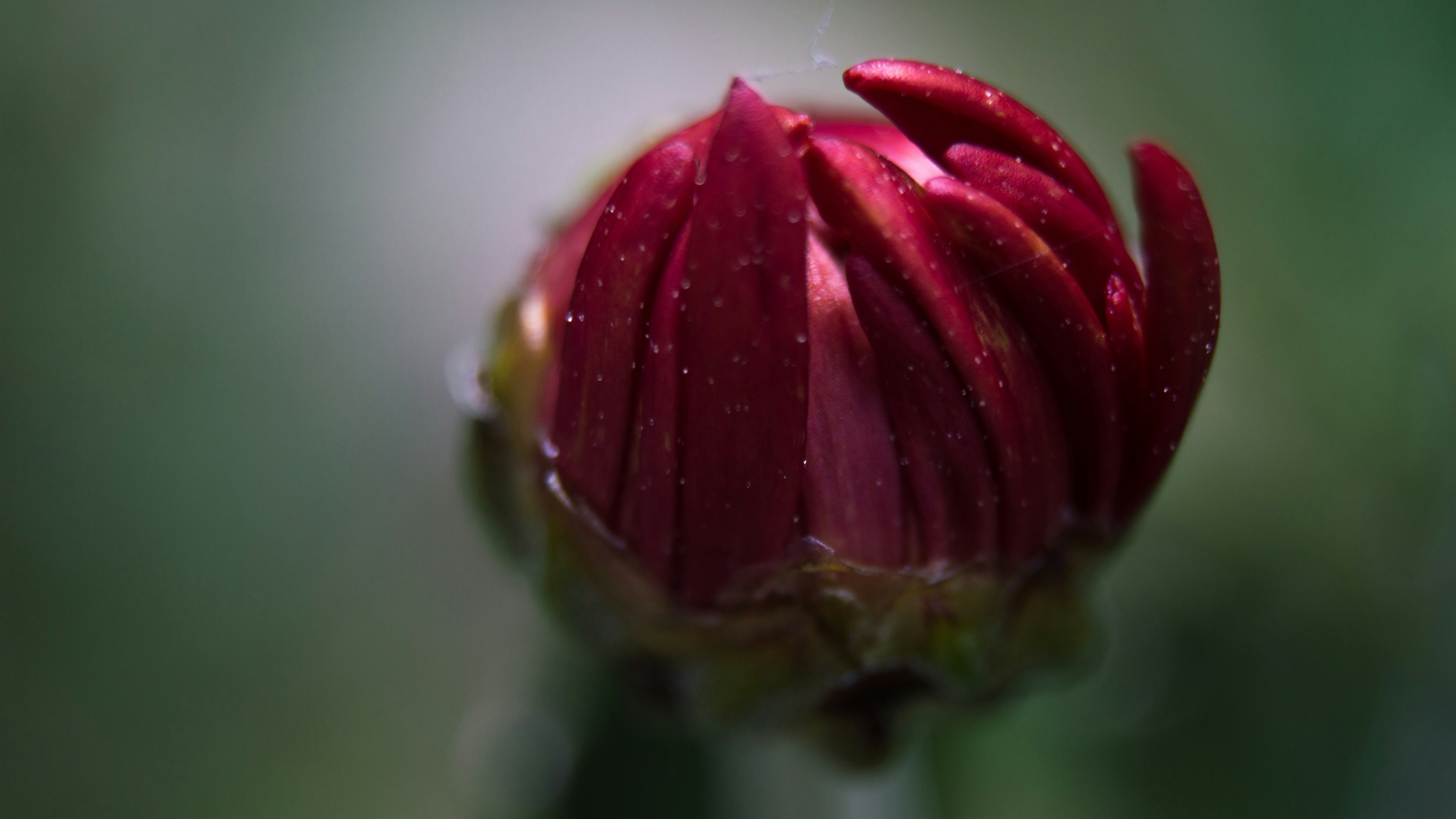 Dew-kissed Crimson Bud in Velvet Macro