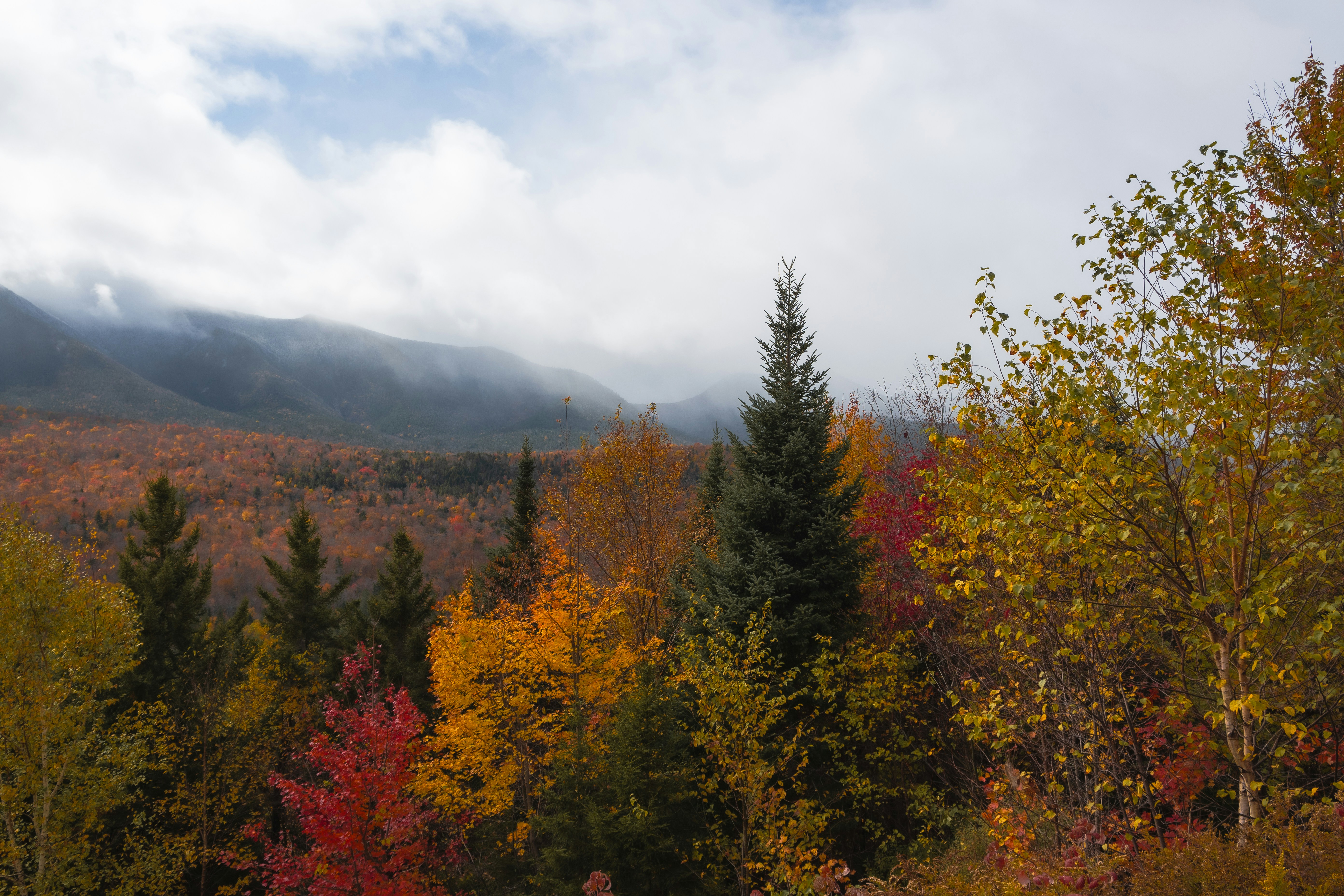 A forest filled with lots of trees covered in fall foliage photo – Free ...