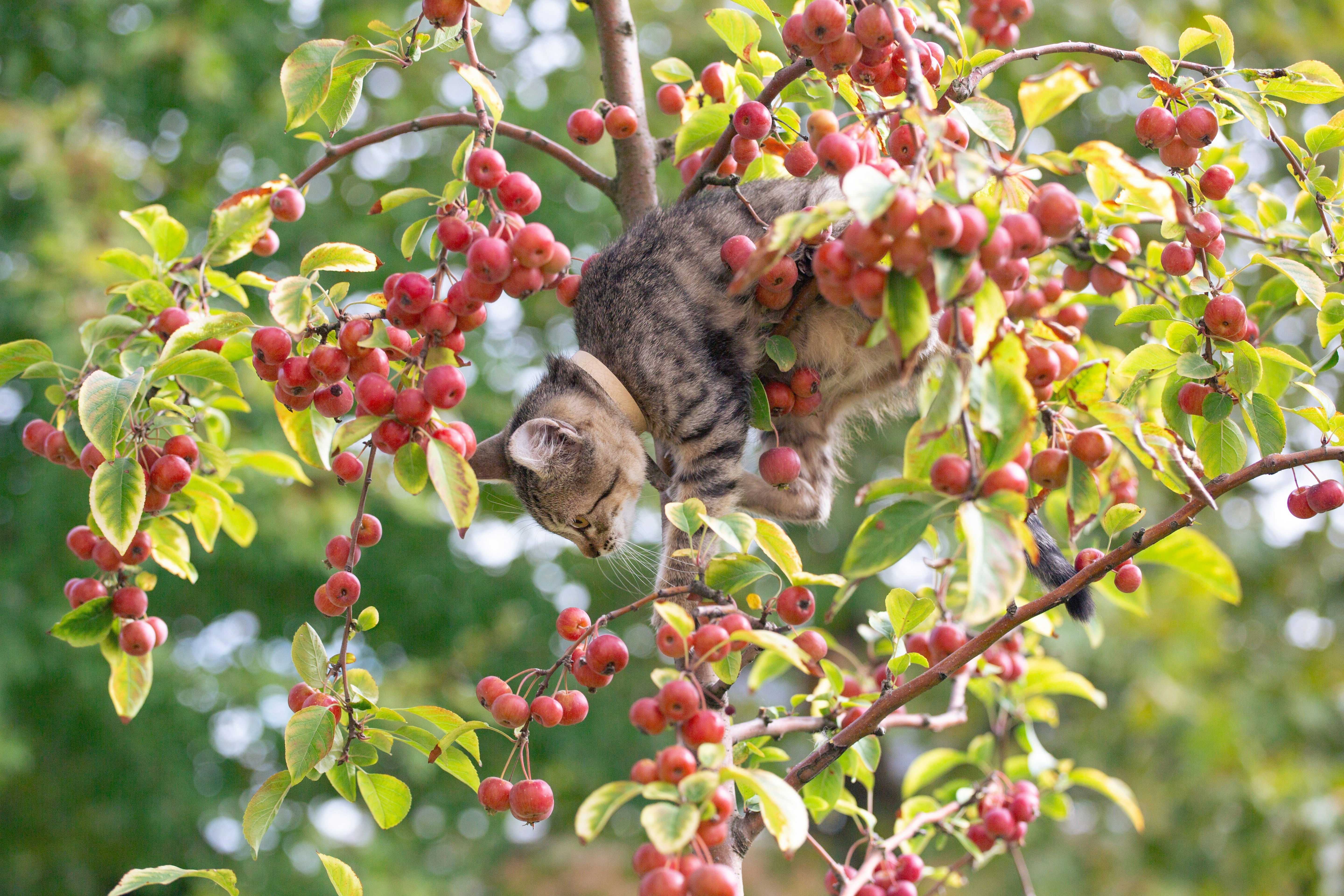 A cat sitting on top of a tree filled with berries photo – Free Cat ...