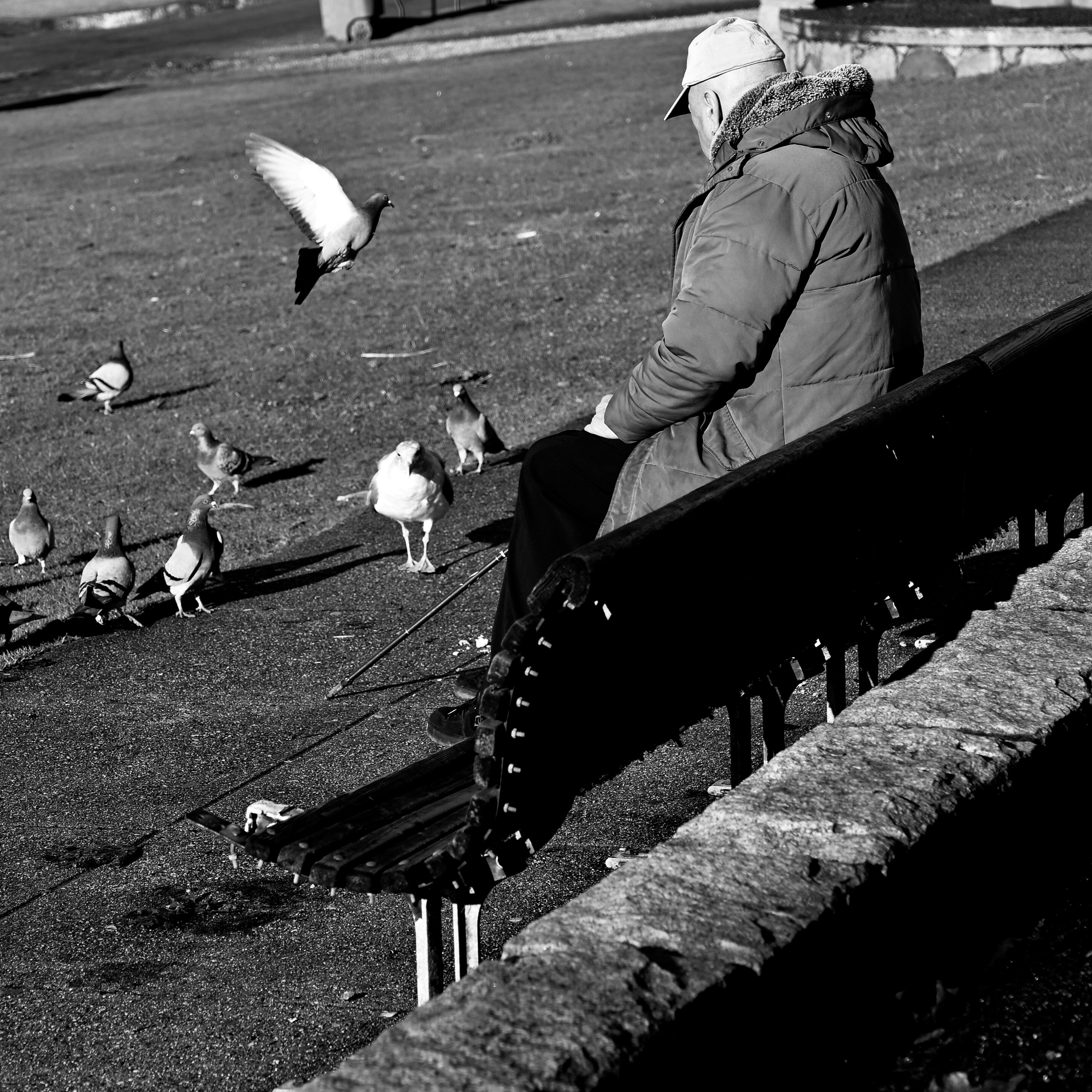 Sparrows and Solitude on a Cold Bench