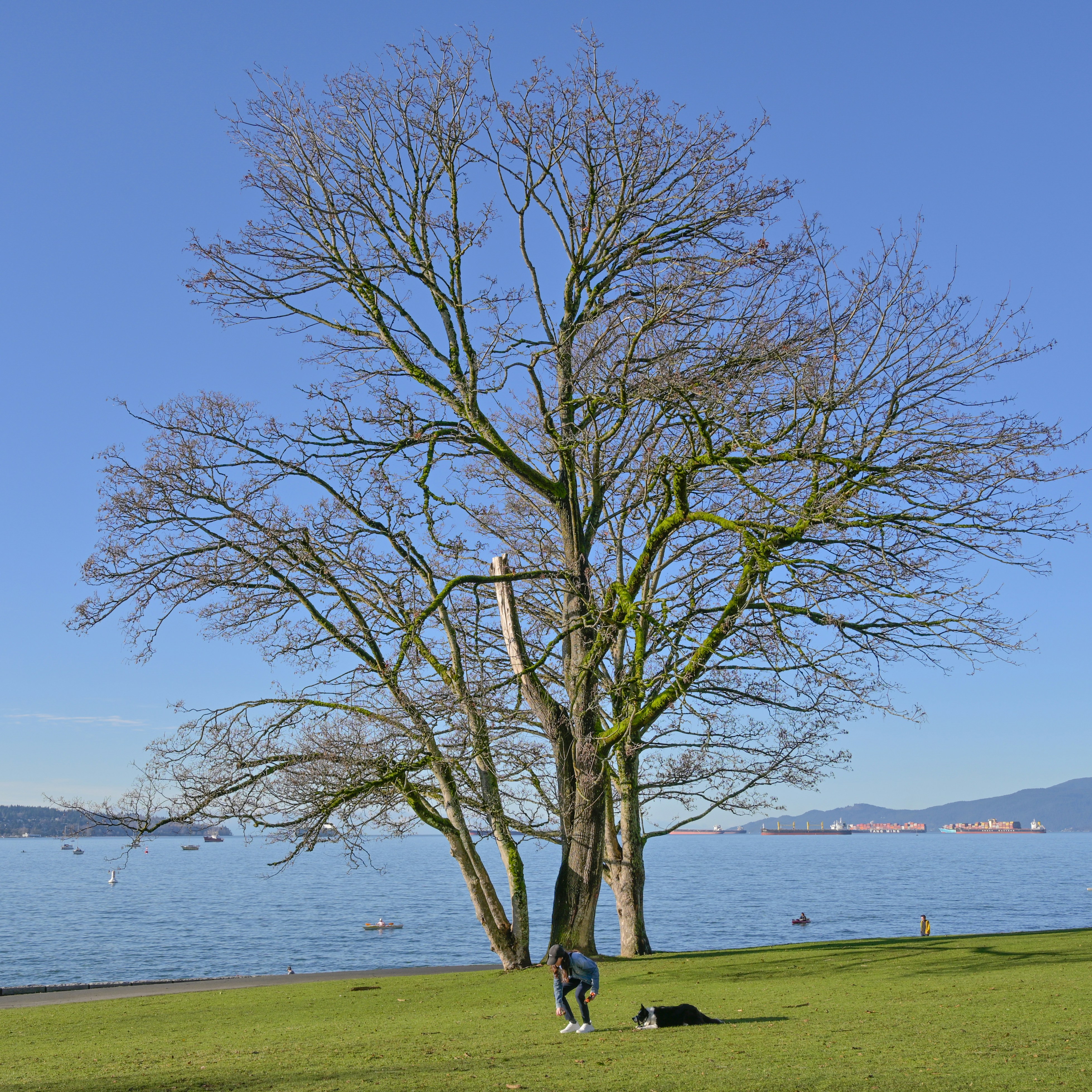 Lone Linden by the Lake