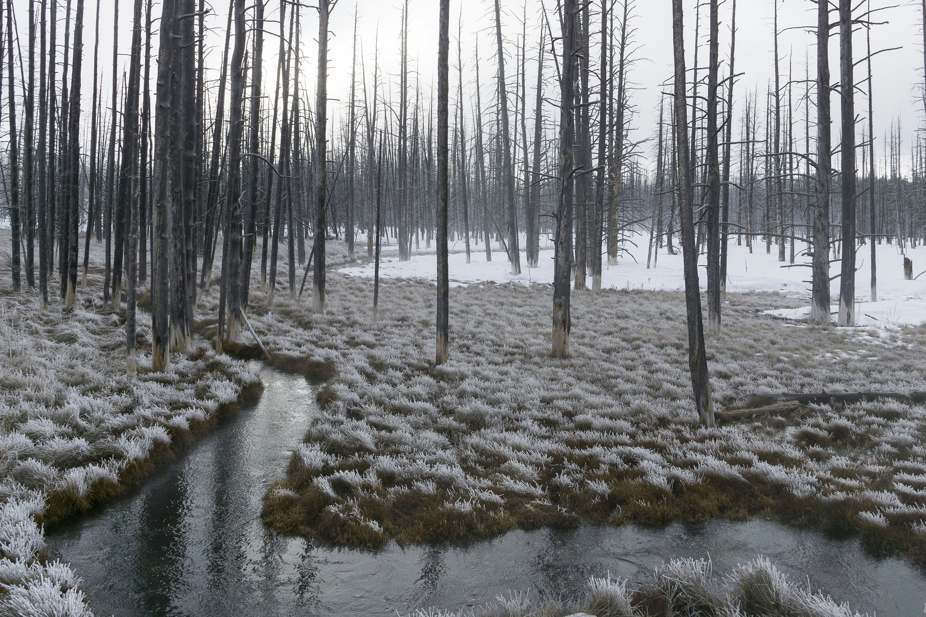 Ghost Pines Over a Frost-Veiled Marsh