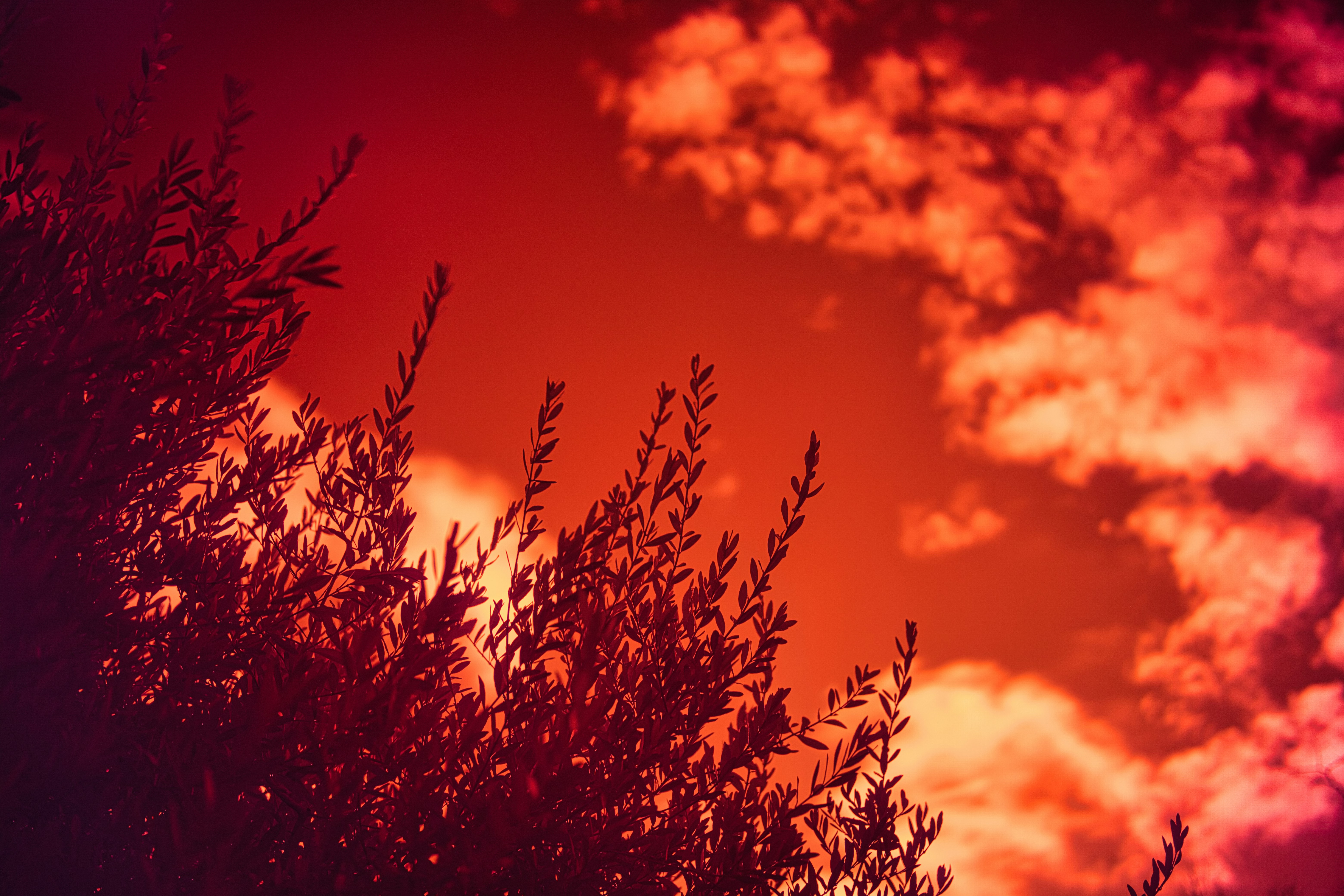 Silhouetted branches against a vibrant red sky with scattered clouds, captured using an infrared filter.