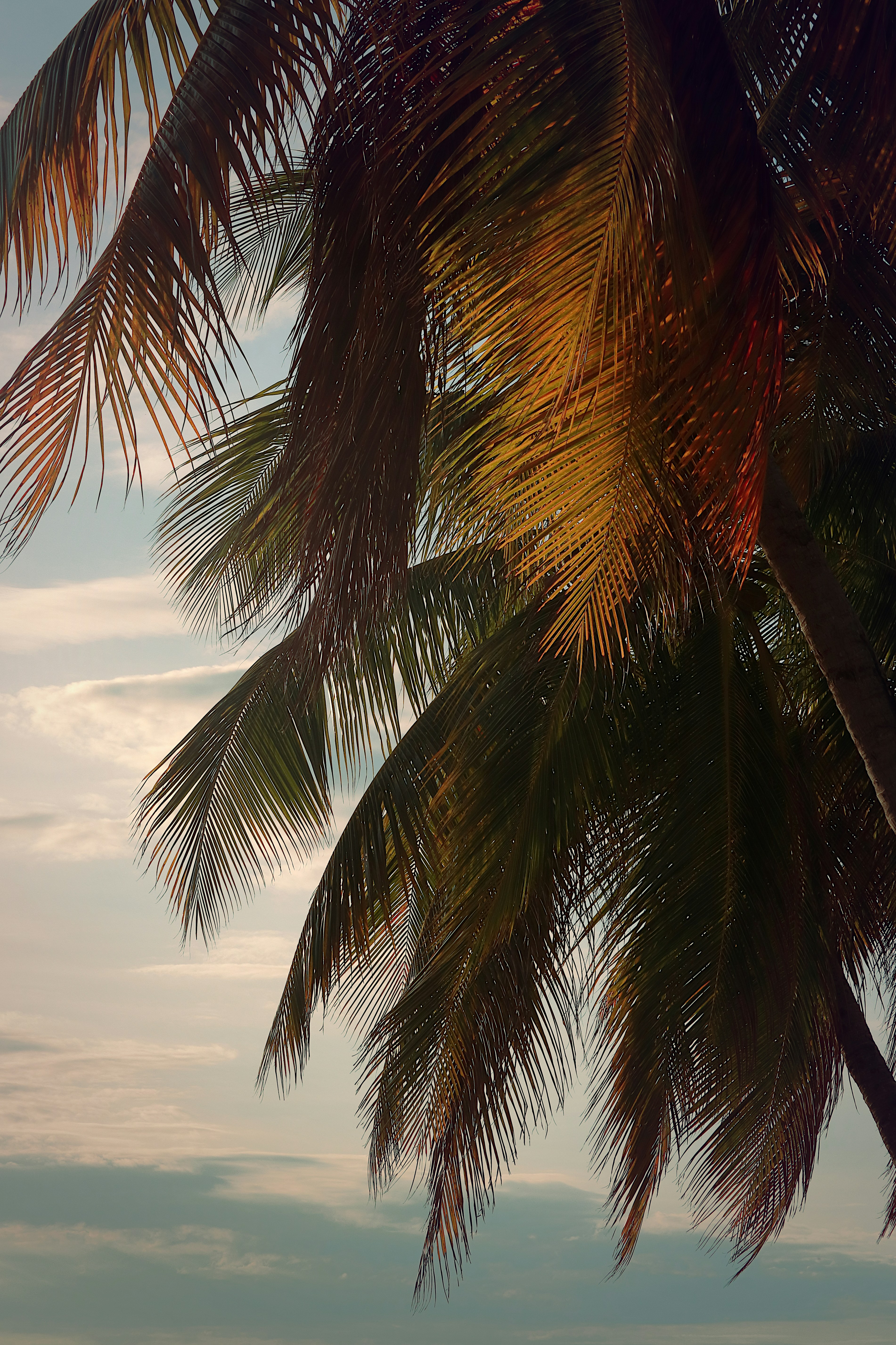 A couple of palm trees sitting next to each other photo – Free Summer ...