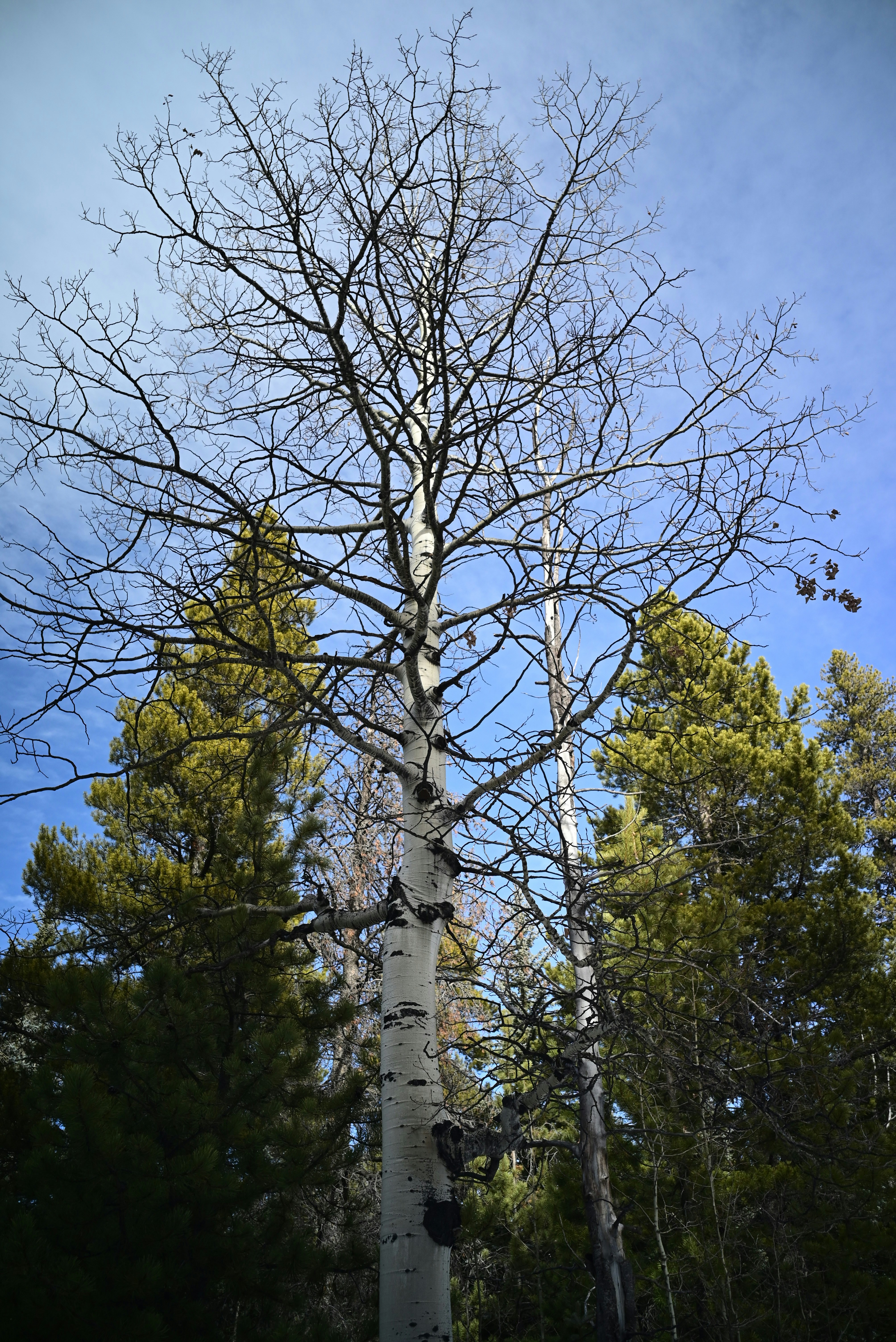 Birch Skeleton Reaching Toward a Cerulean Sky