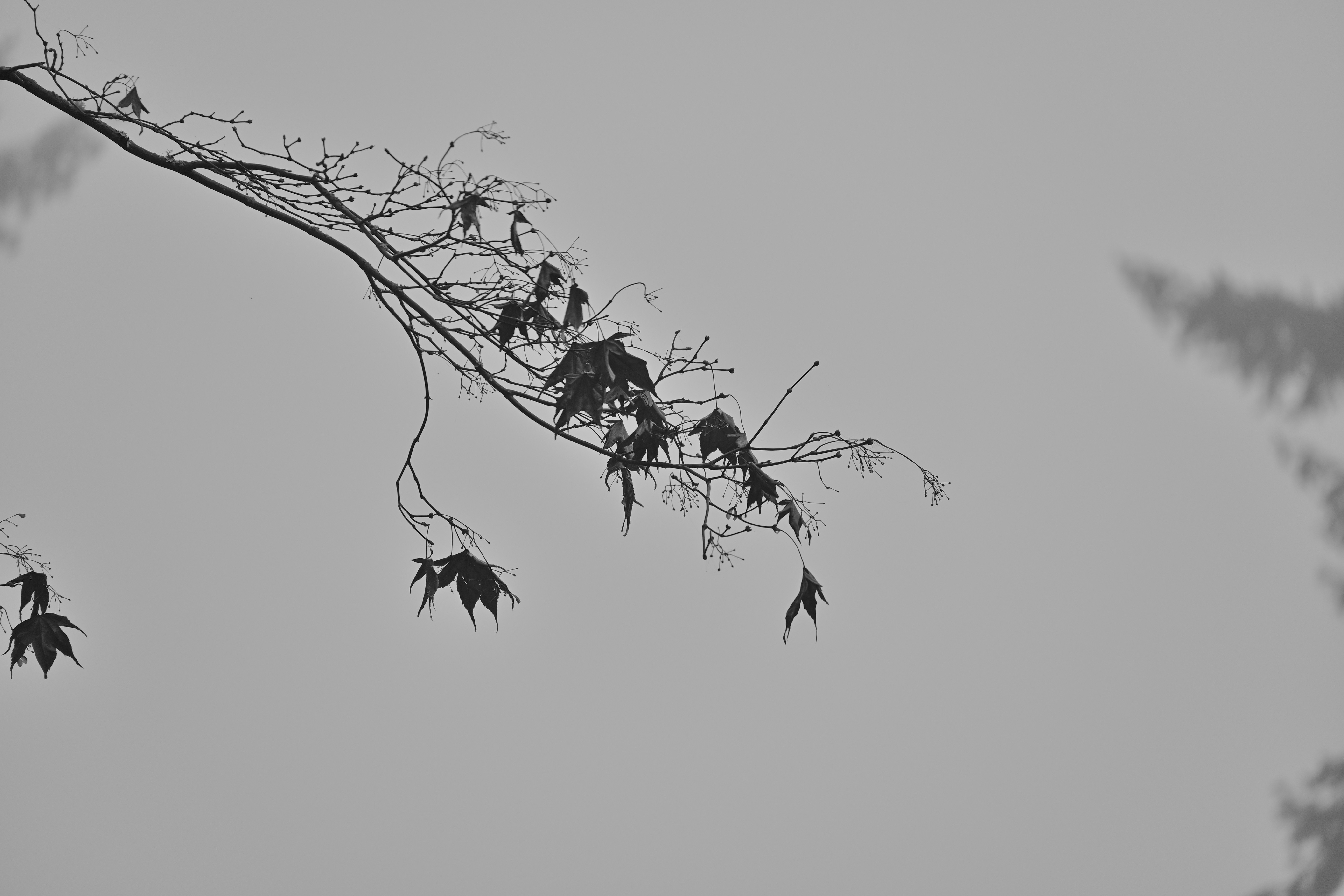 Photo by Fleeting Glow with Nikon Z30