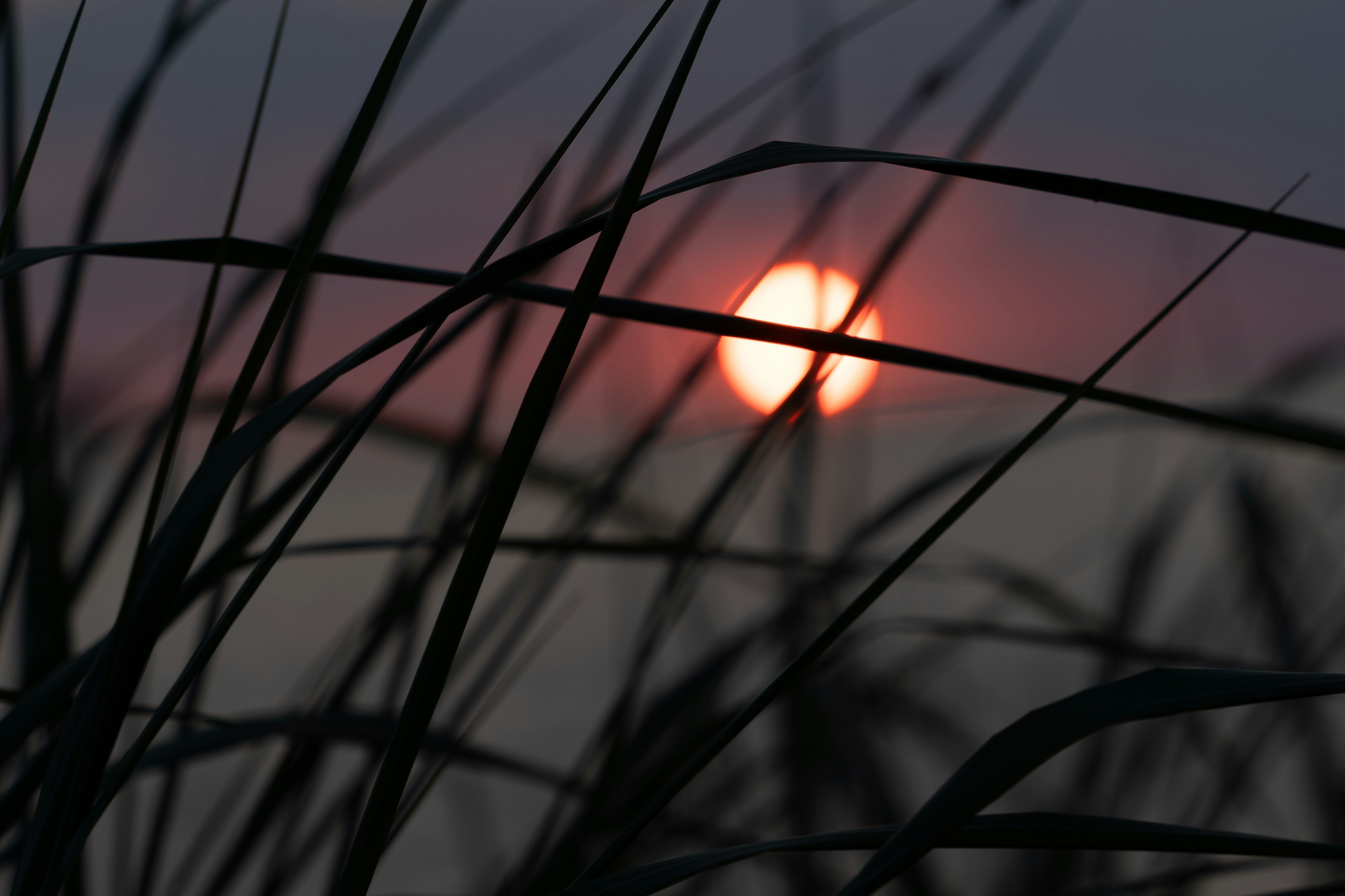 Backlit Tangle: A Quiet Sunset Through Grass Fronds