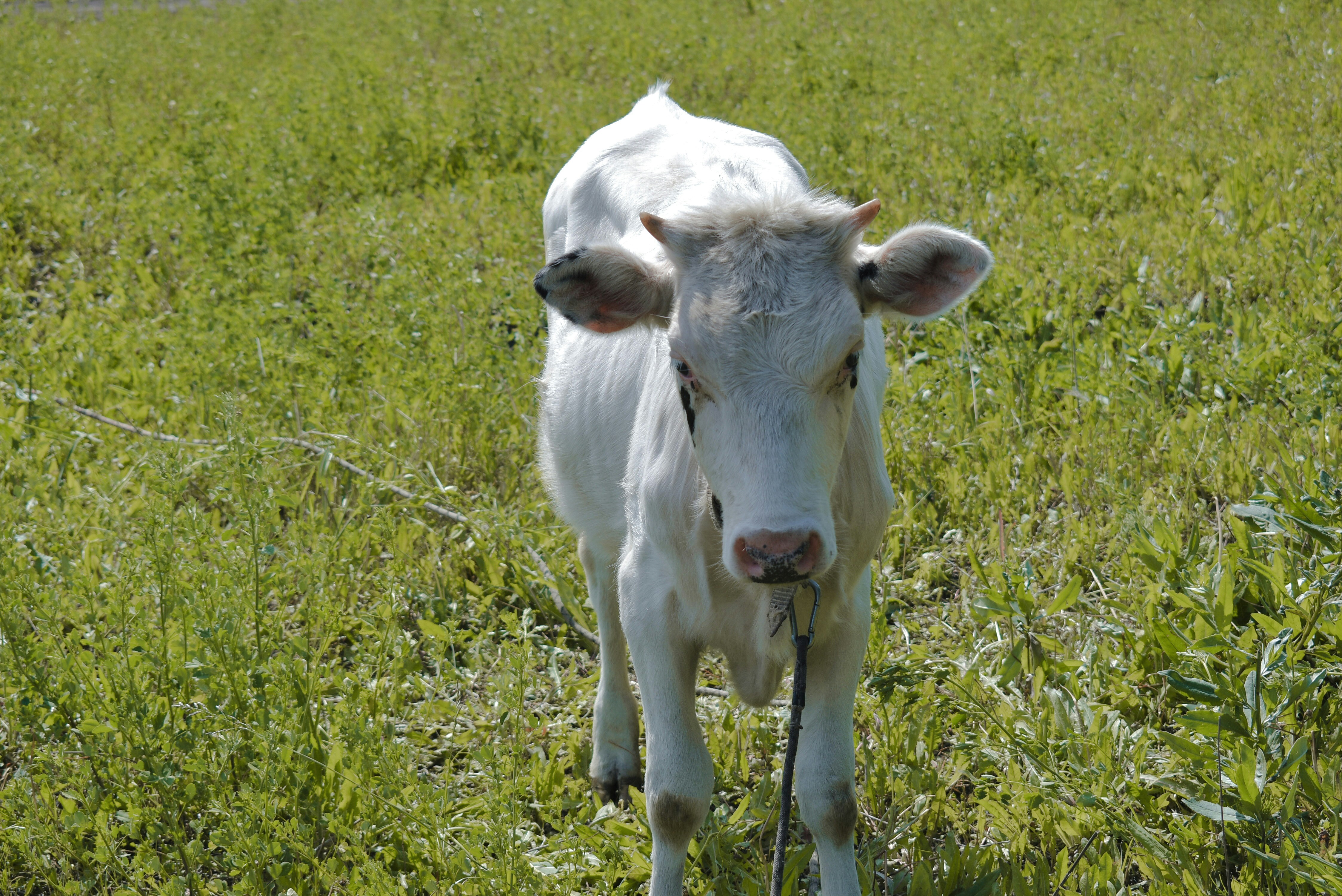 cow grazing in the meadow