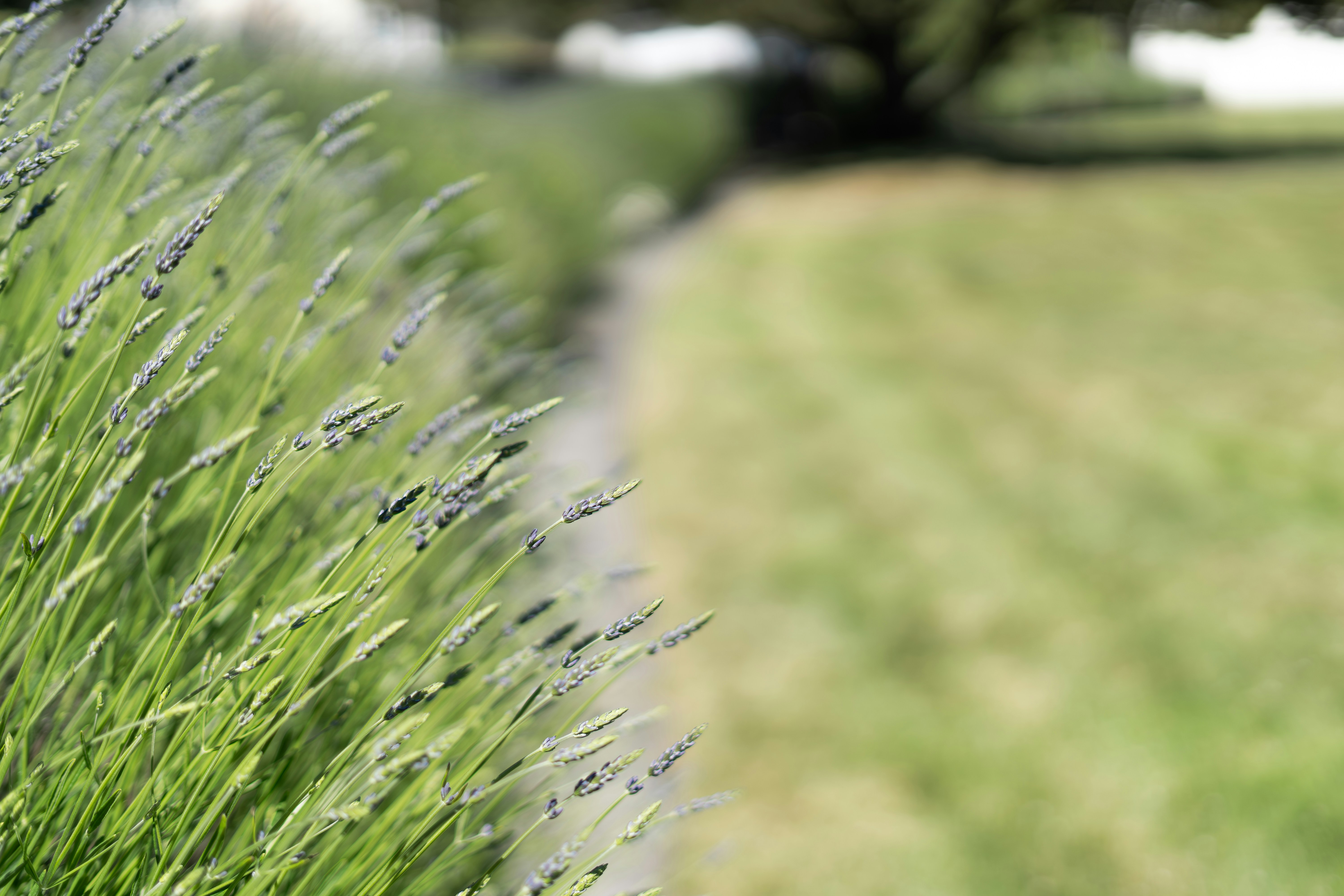 Lavender stems gently swaying beside a blurred green field and distant tree.