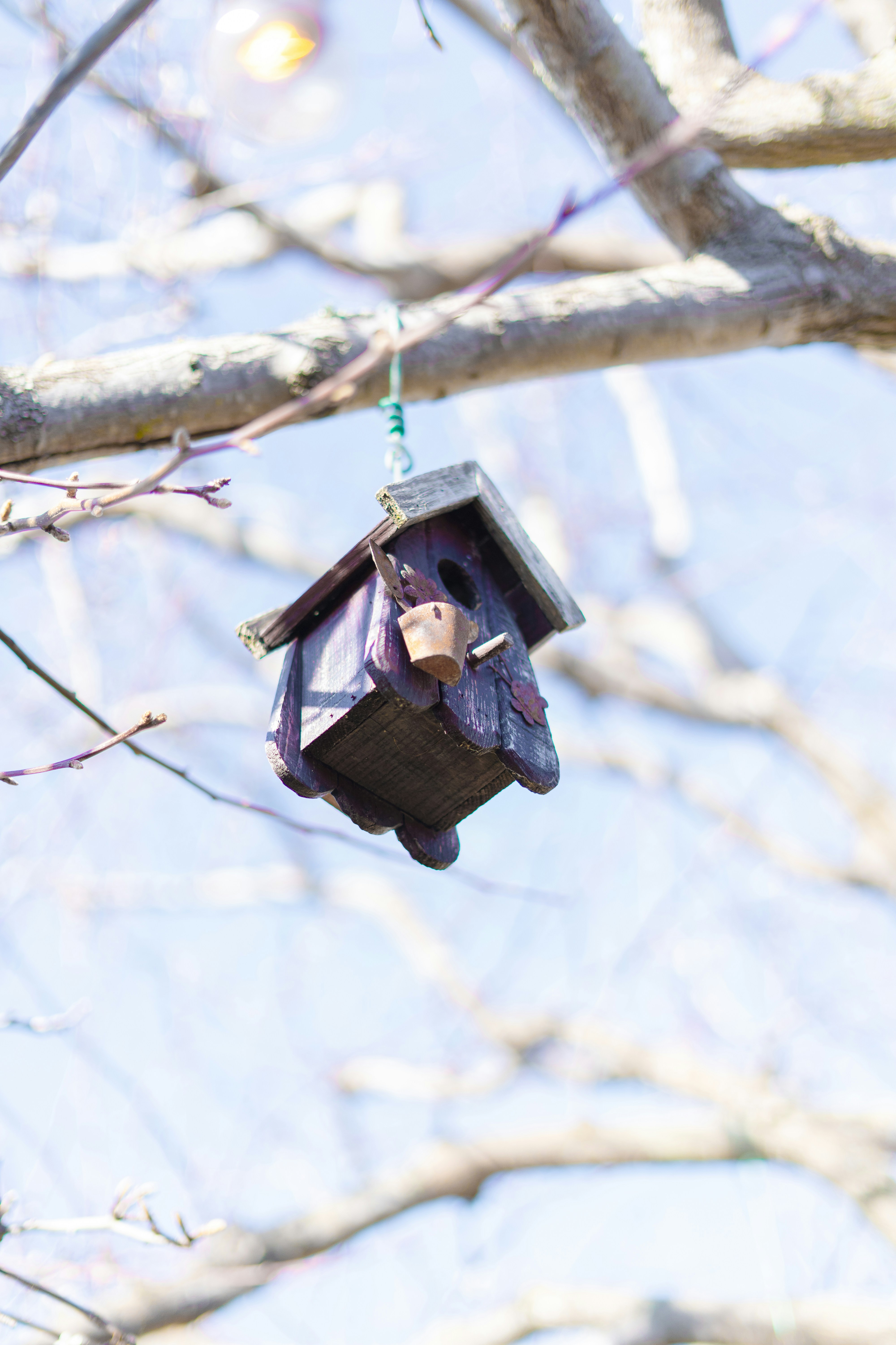 Hanging Birdhouse: A Quiet Spring Moment in Pale Light