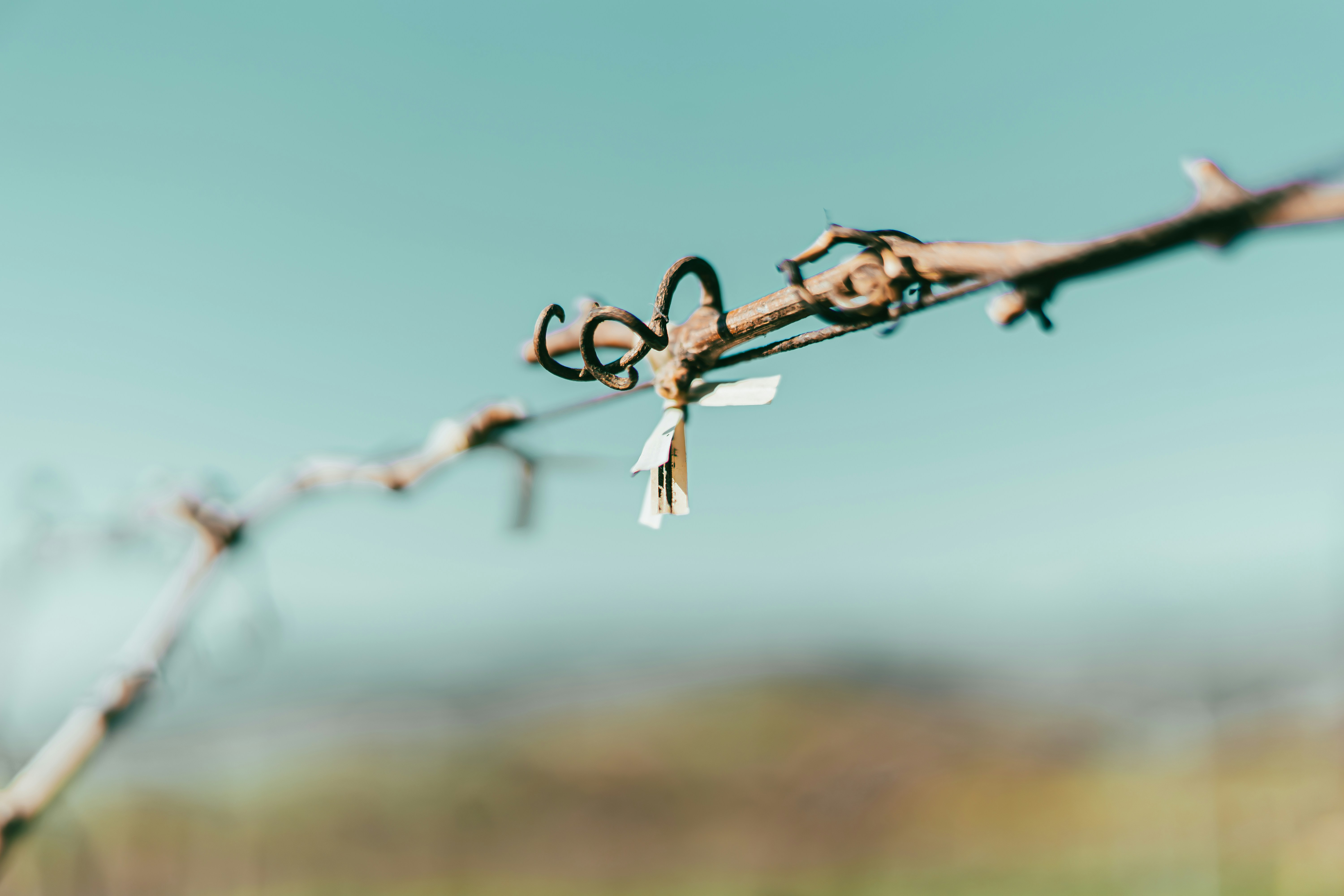Whispering Tags on a Bare Branch under a Turquoise Sky