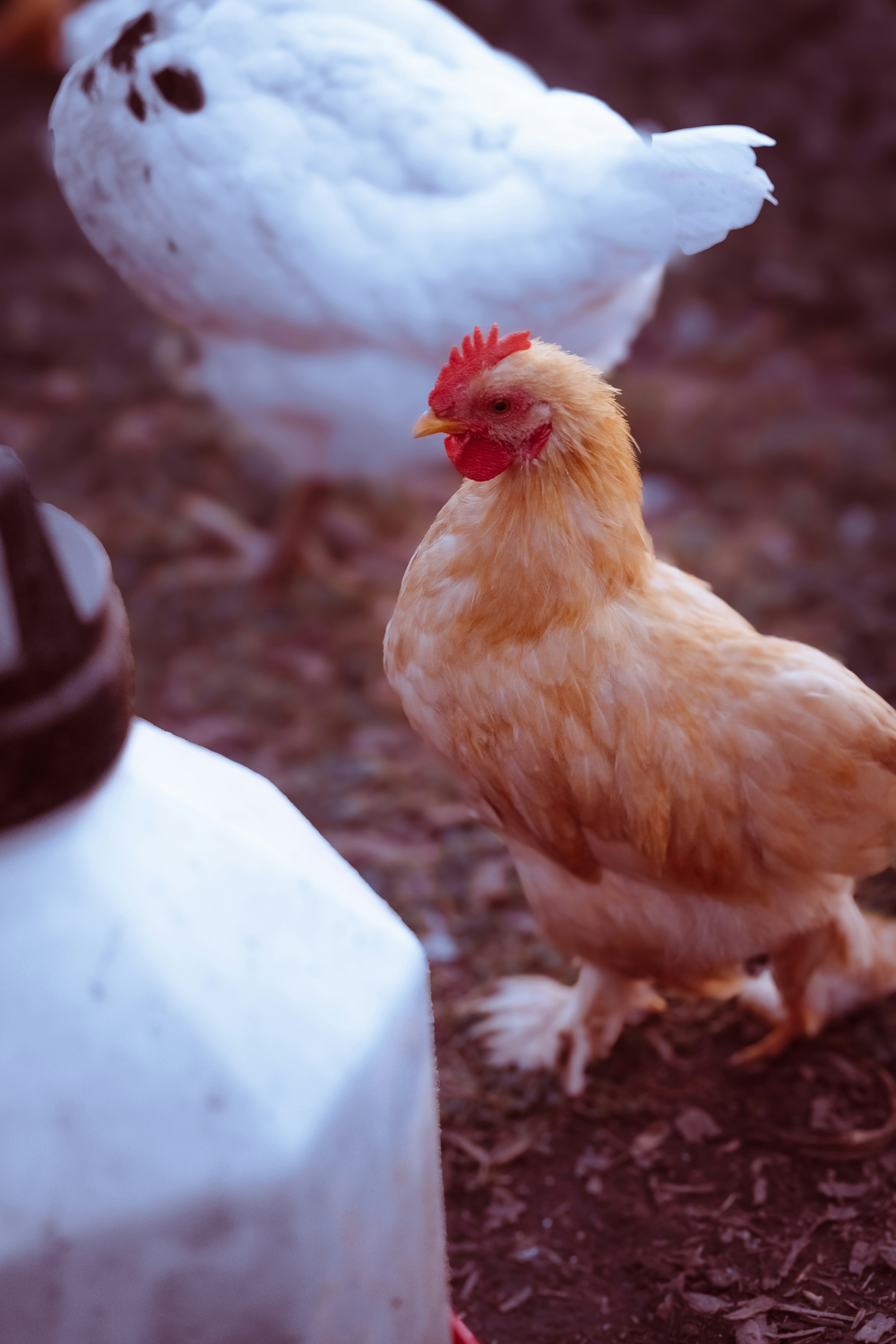 A Day in the Hen House: The Golden Feathered Guardian