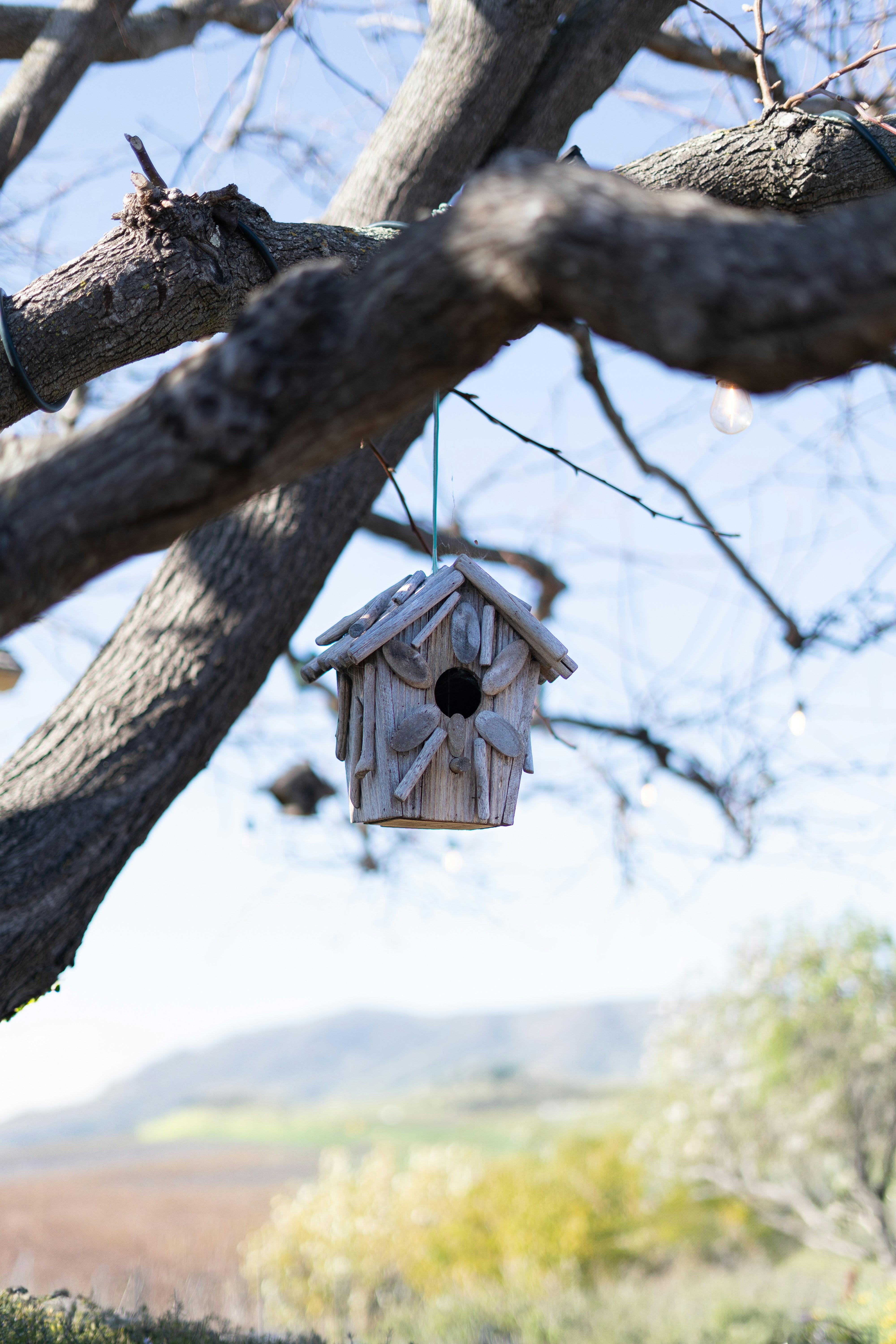 Weathered Birdhouse Between Gnarled Branches Over a Quiet Landscape
