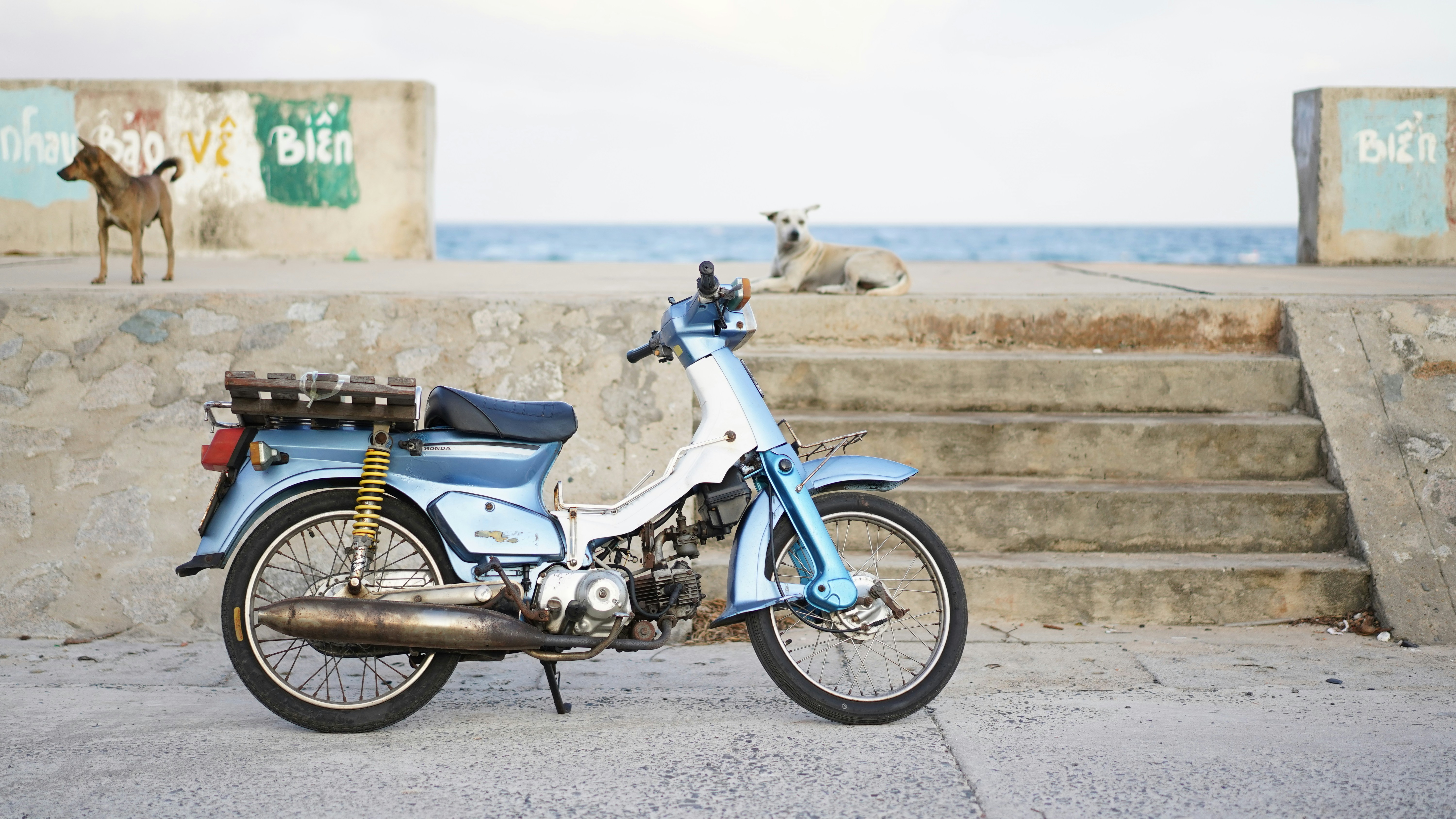 Blue vintage scooter rests on a seaside promenade with grazing dogs in the background
