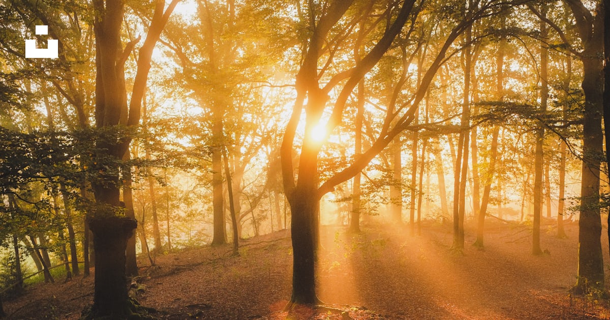 숲 속의 나무 사이로 태양이 비치고 있습니다 사진 Unsplash의 무료 자연 이미지