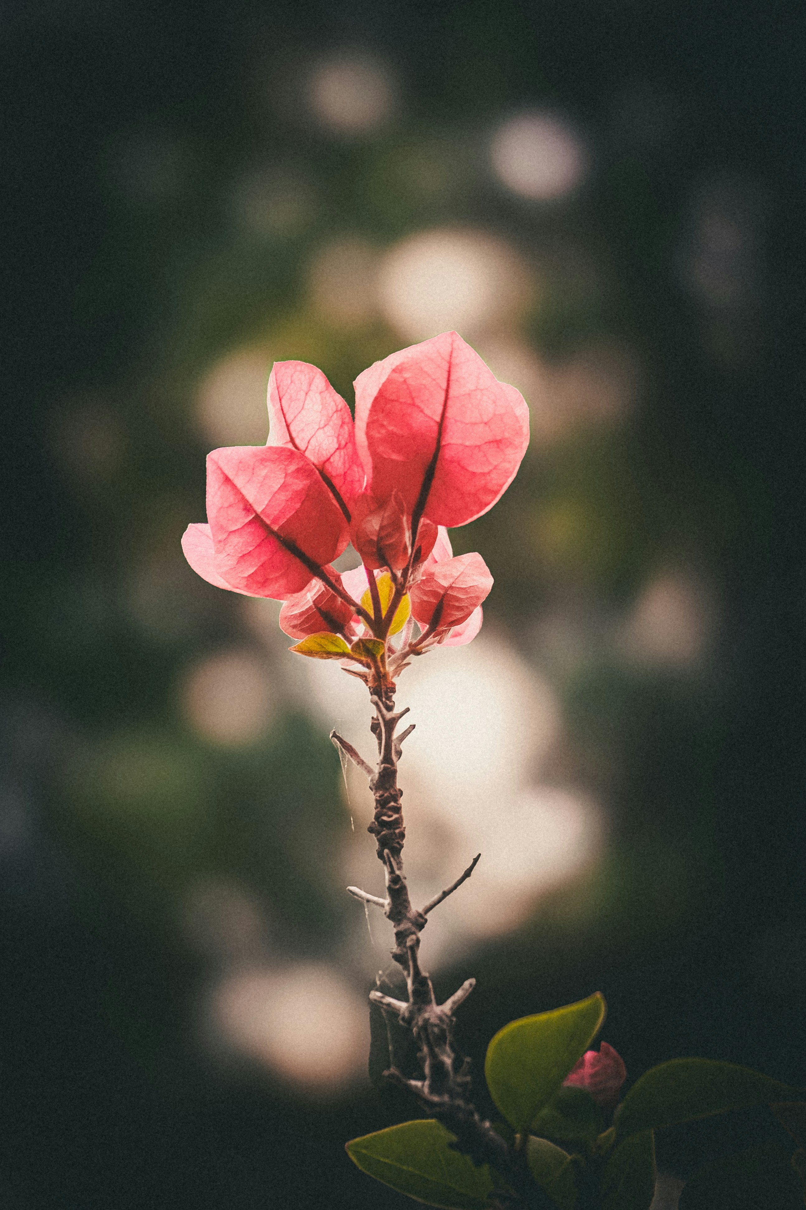 A pink flower with a blurry background photo – Free Flowers Image on ...