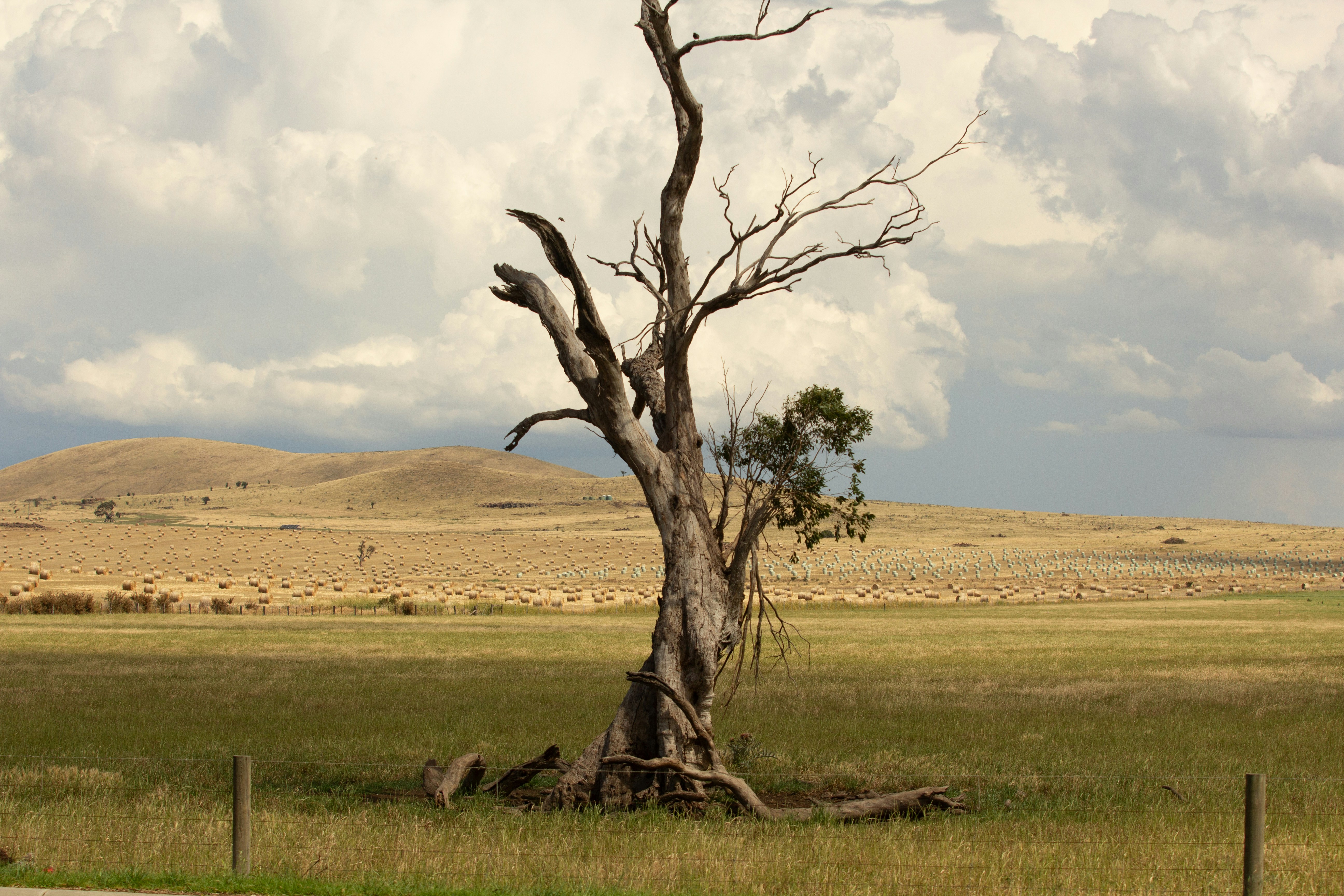 A lone, weathered tree stands in a vast field beneath a sky filled with light clouds, with gentle hills in the background.