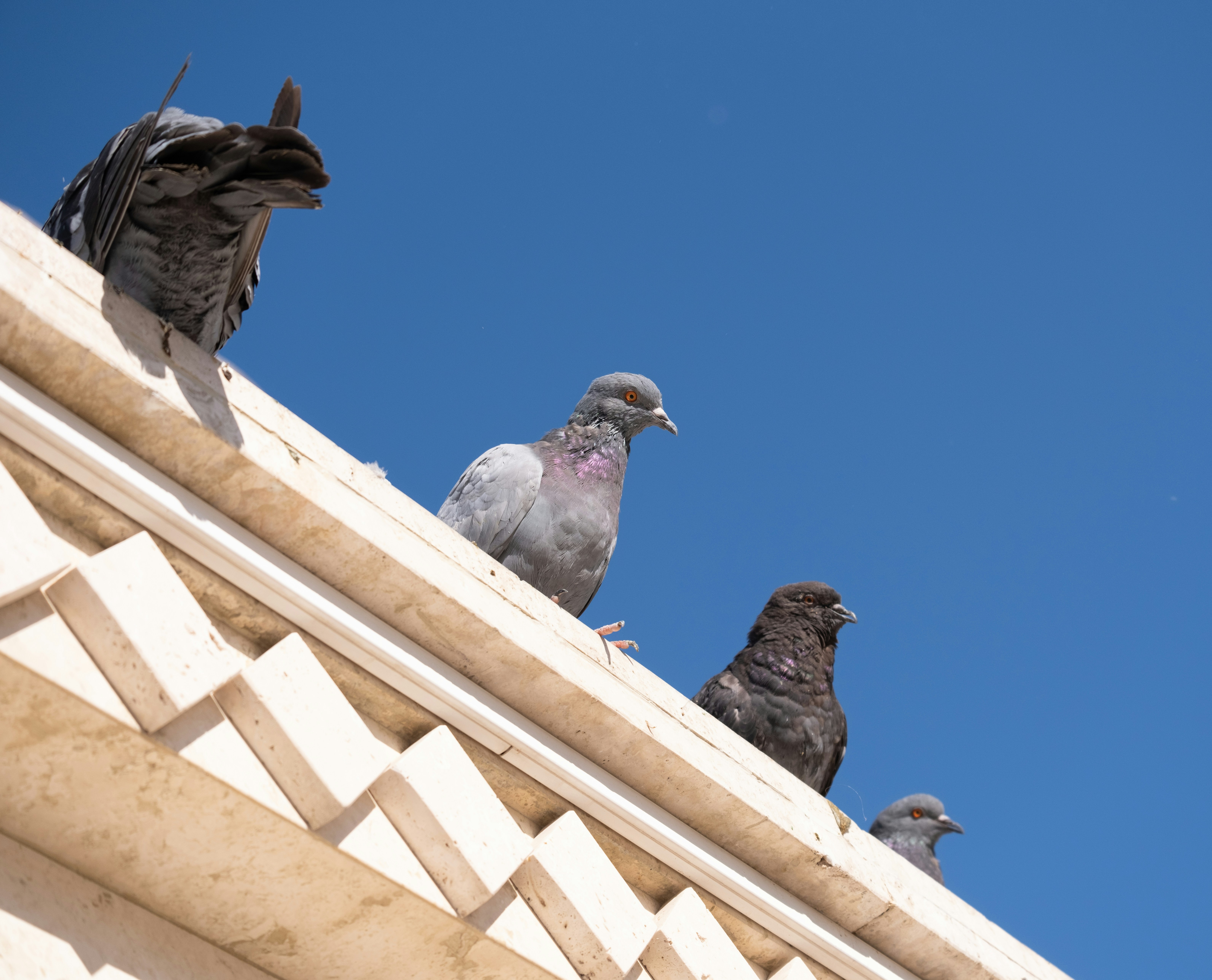 Parapet Portrait: Pigeons Perched Along a Sunlit Roof