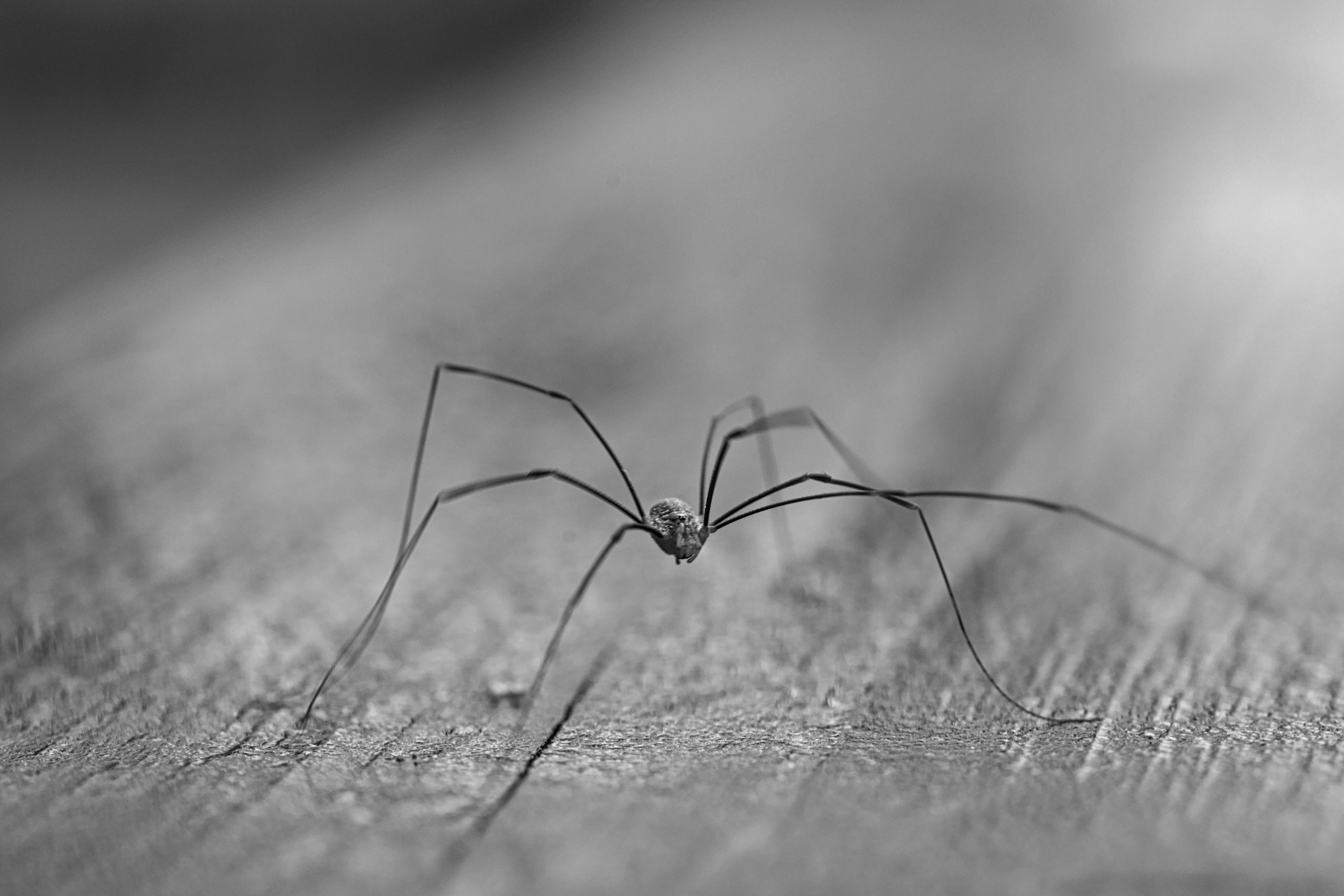 Silhouette of a Spider Crab: Delicate Limbs Across a Wooden Stage