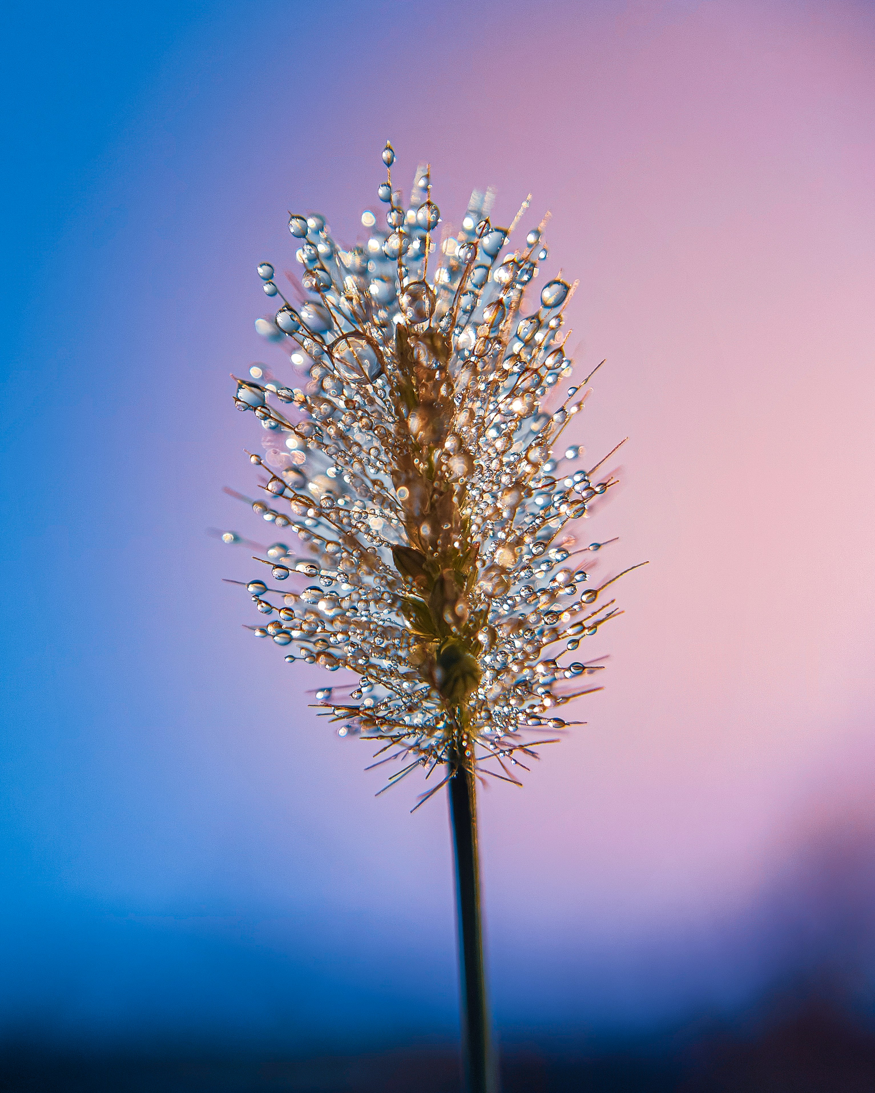 A close up of a flower with water drops on it photo – Free Plant Image ...