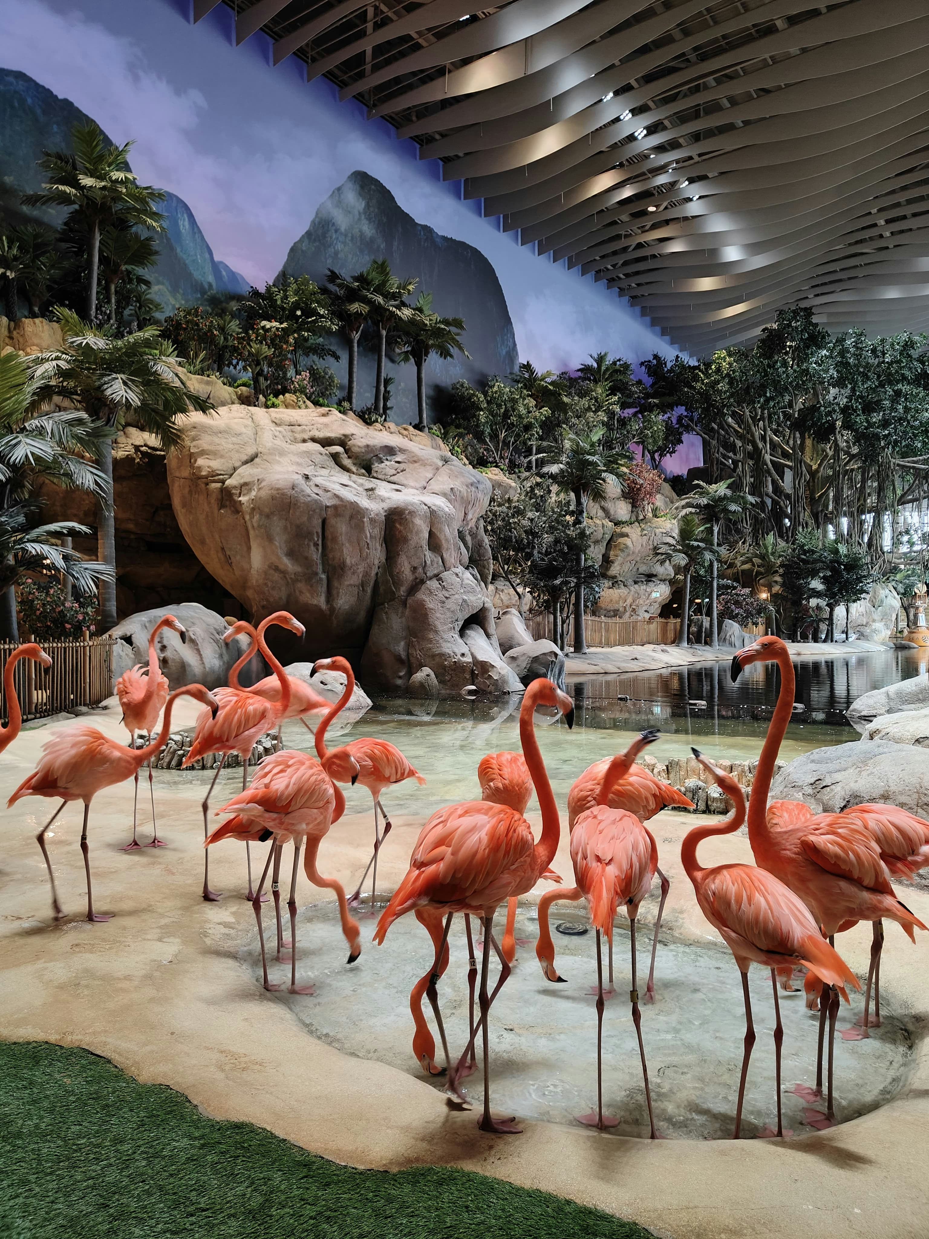 A group of flamingos standing in a pool of water photo – Free Dubai ...