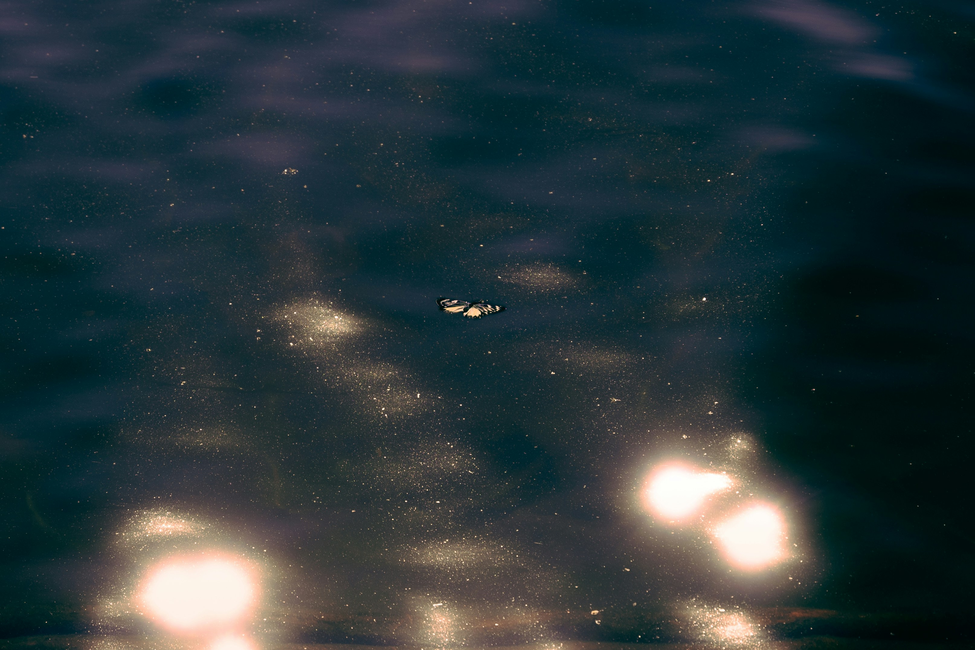 Reflections of Serenity: A Butterfly's Journey on Water