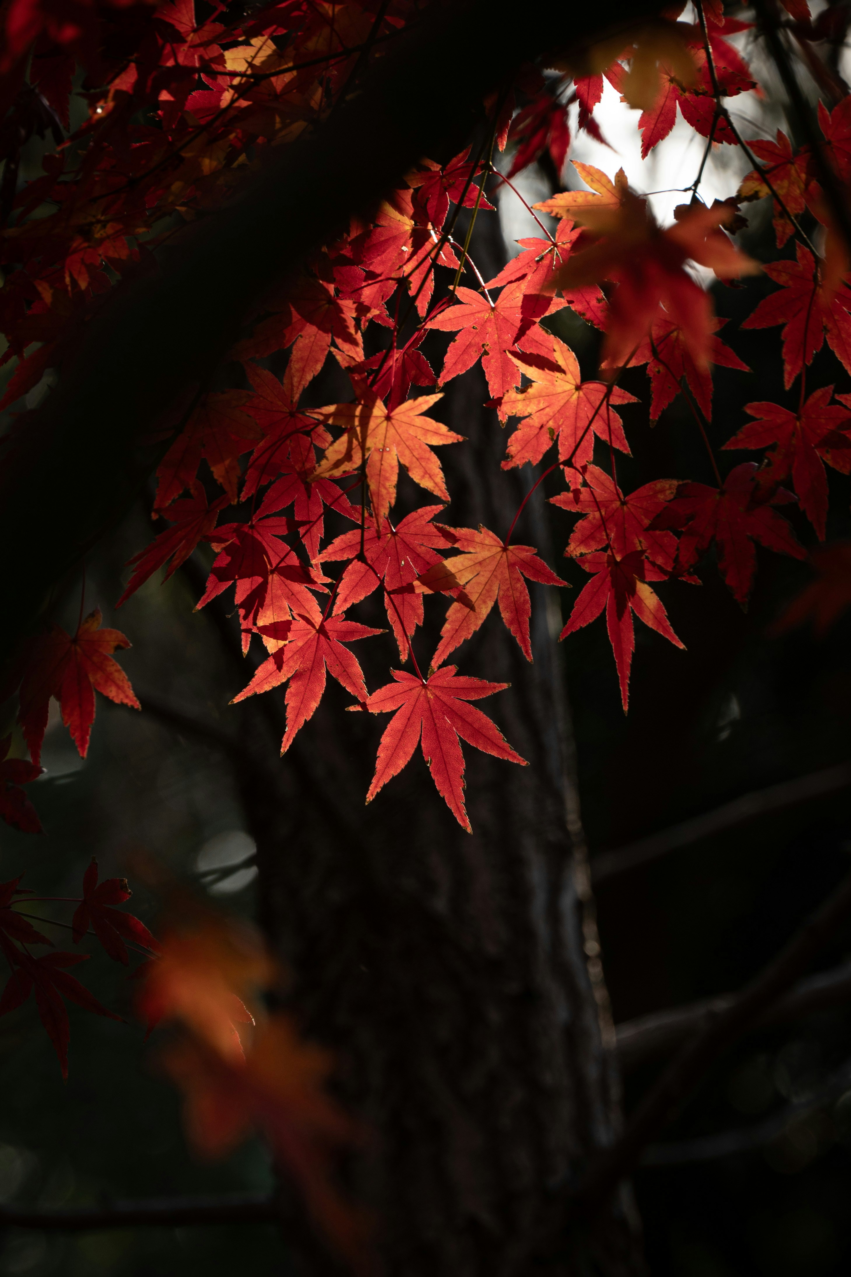 Kim Chan (@nomyfan) | Unsplashフォトコミュニティ