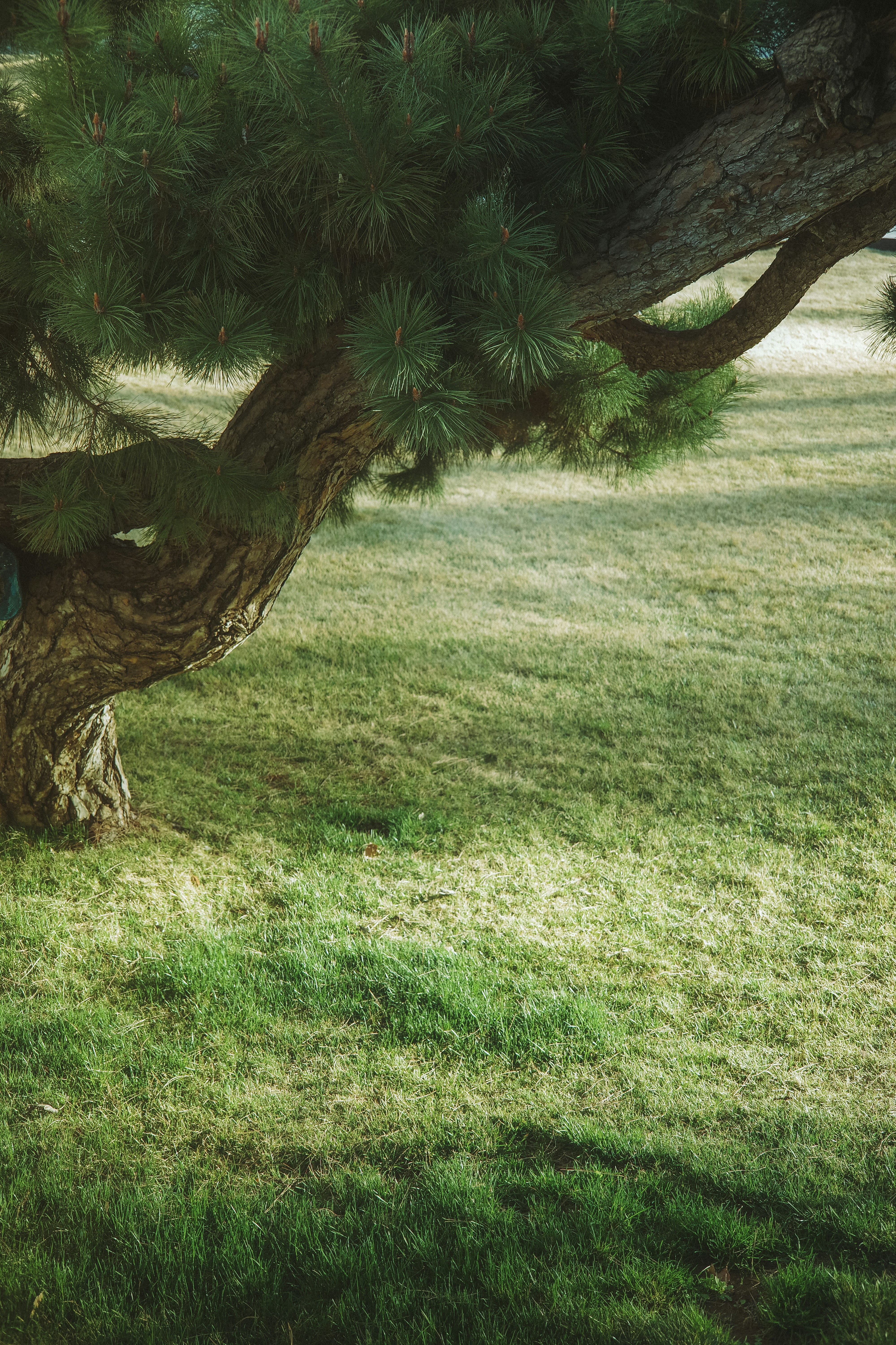 Arched Pine Trunk Framing a Quiet Meadow
