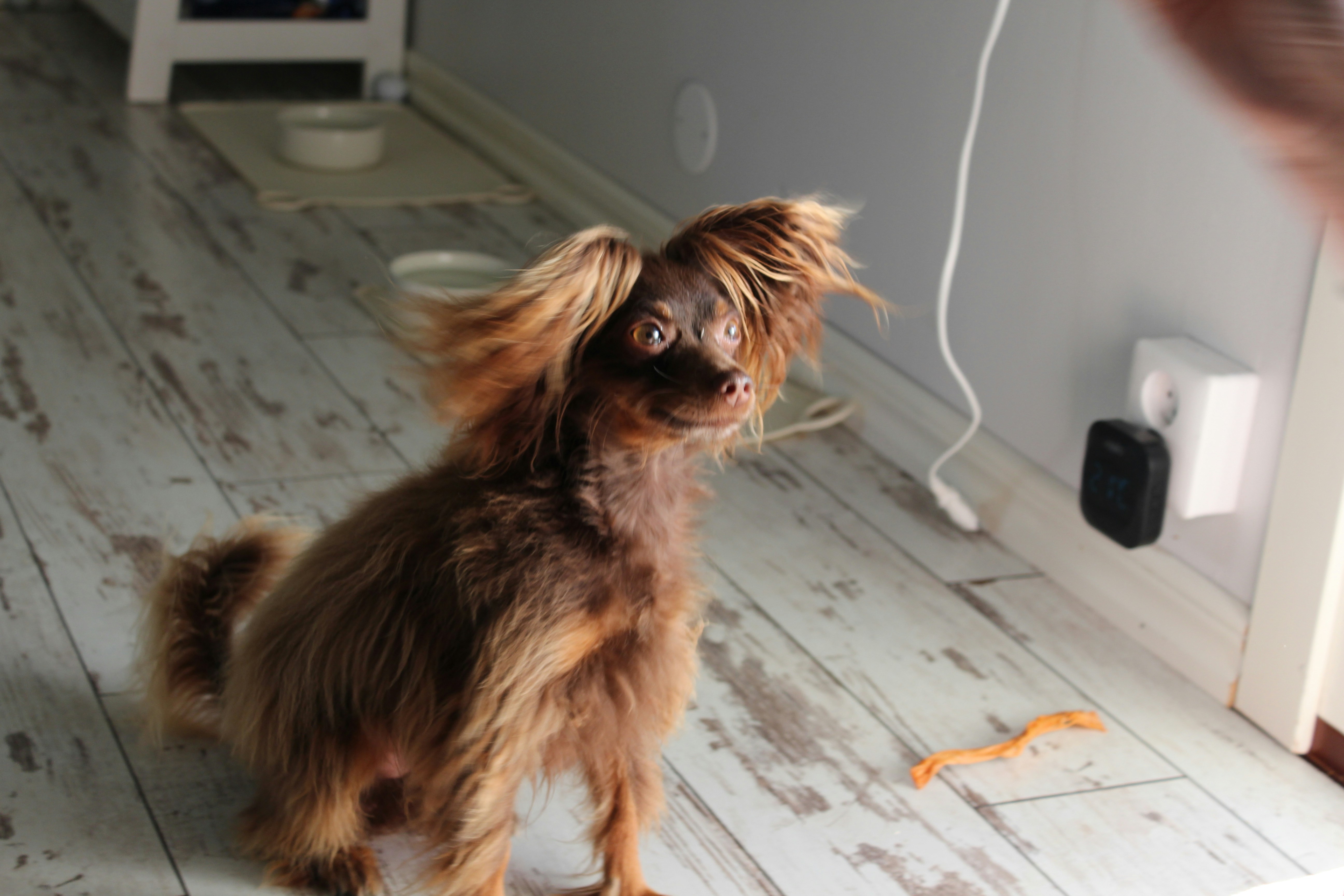 A lively dog with long, flowing fur caught mid-motion in a bright room. The playful expression adds a sense of joy to the scene.