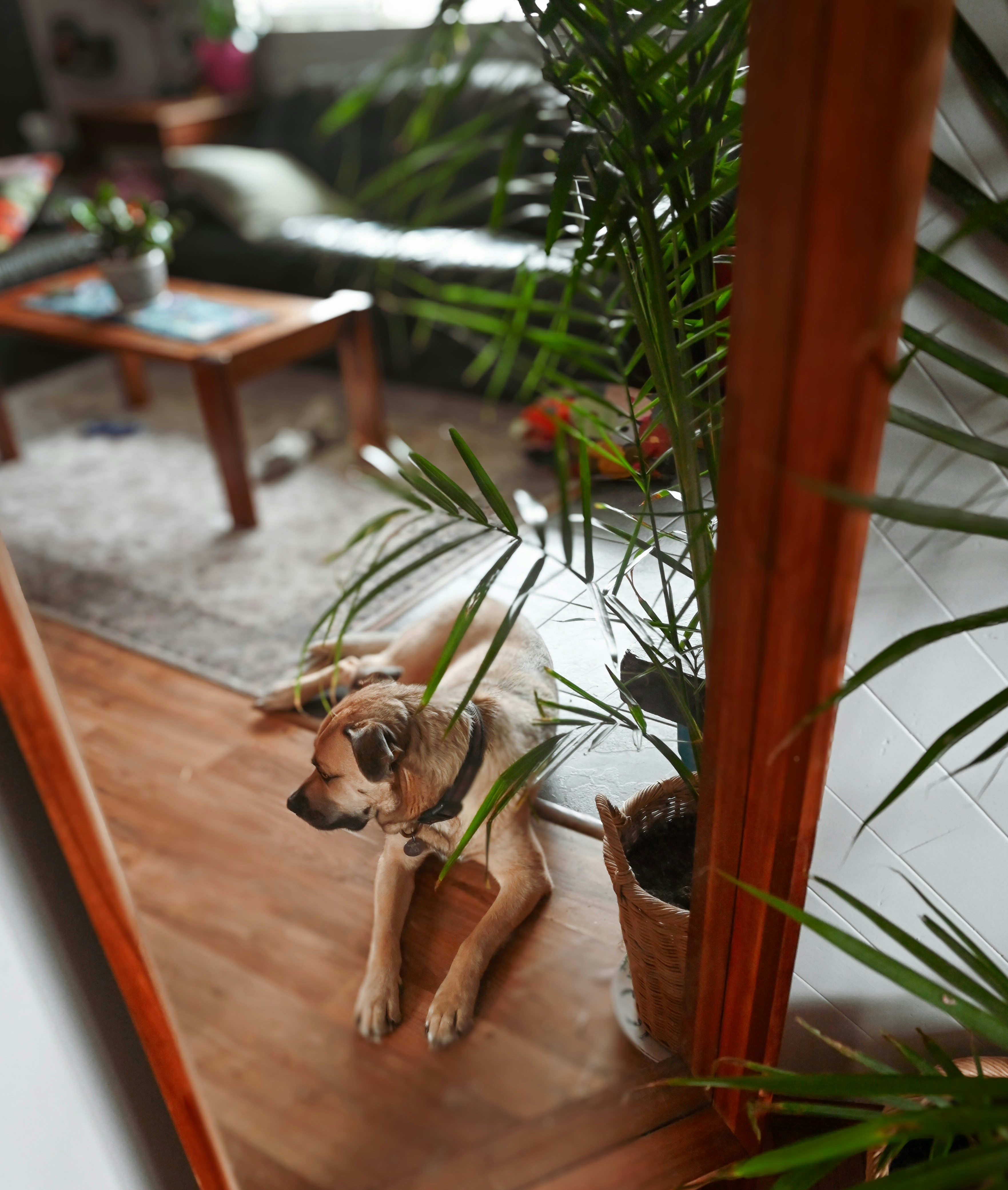 Midday Pause: A Resting Hound Framed by Indoor Foliage