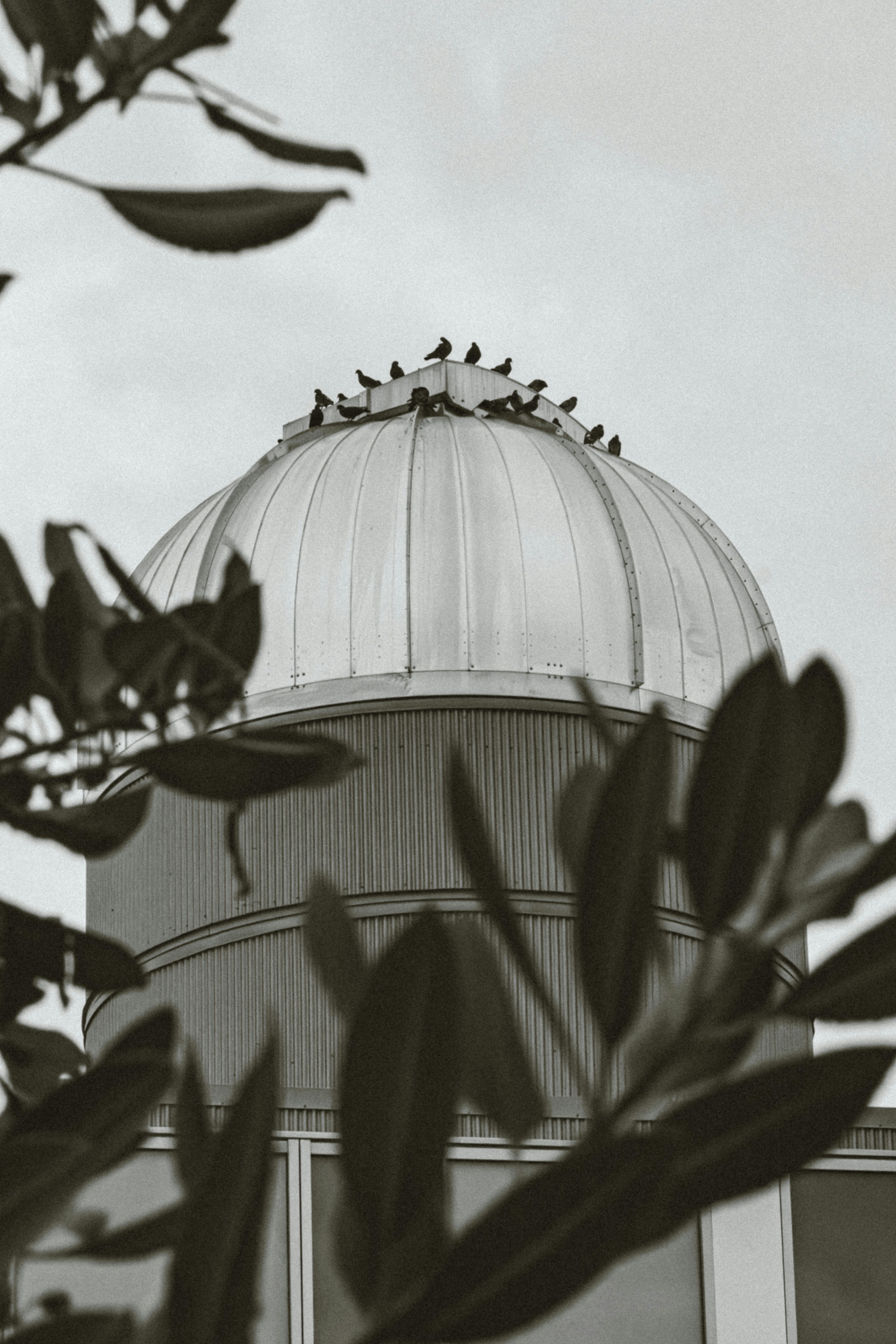 Birds Crown the Observatory Dome in Monochrome