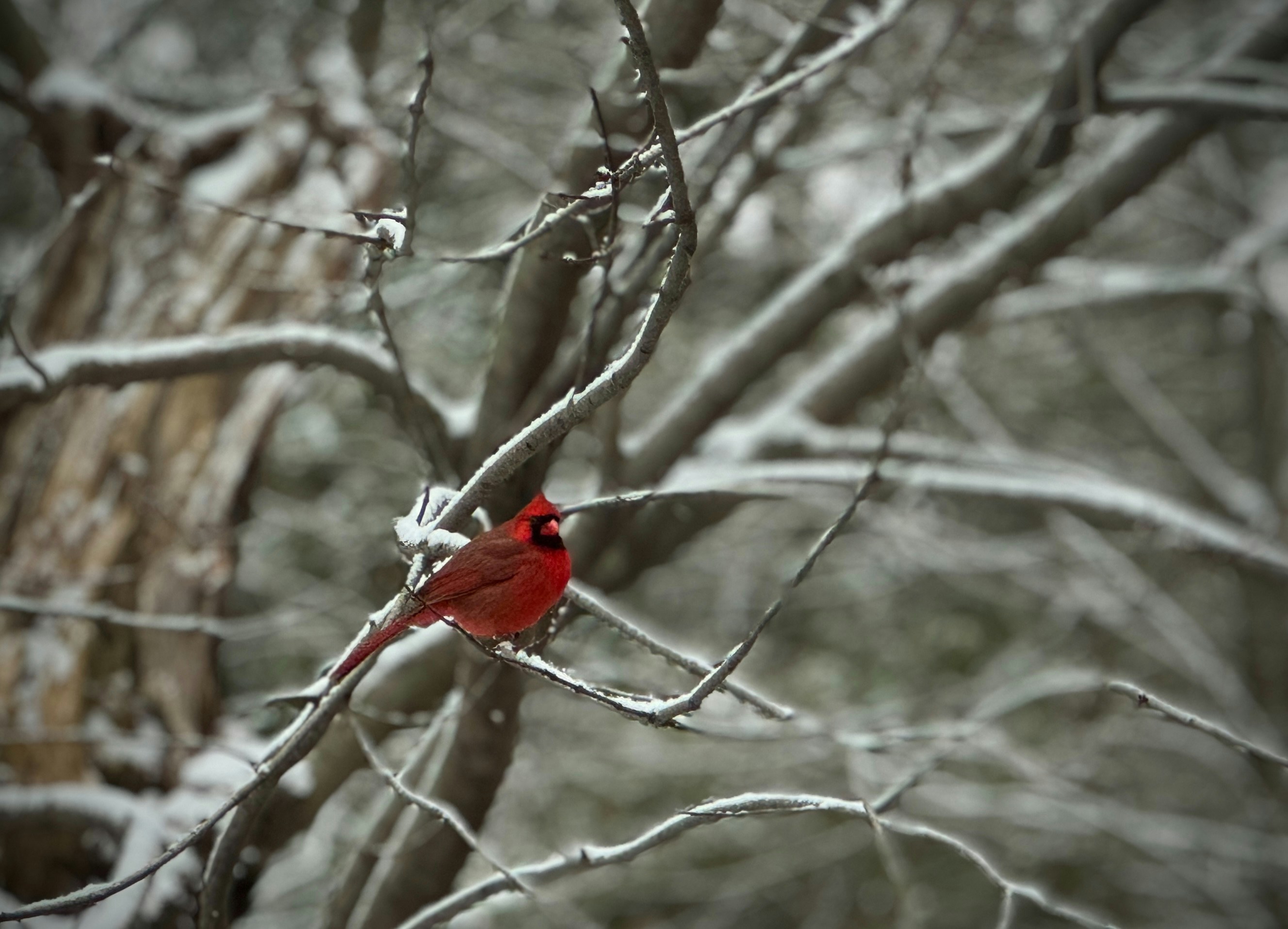 Crimson Cardinal Perched Among Frosted Winter Twigs