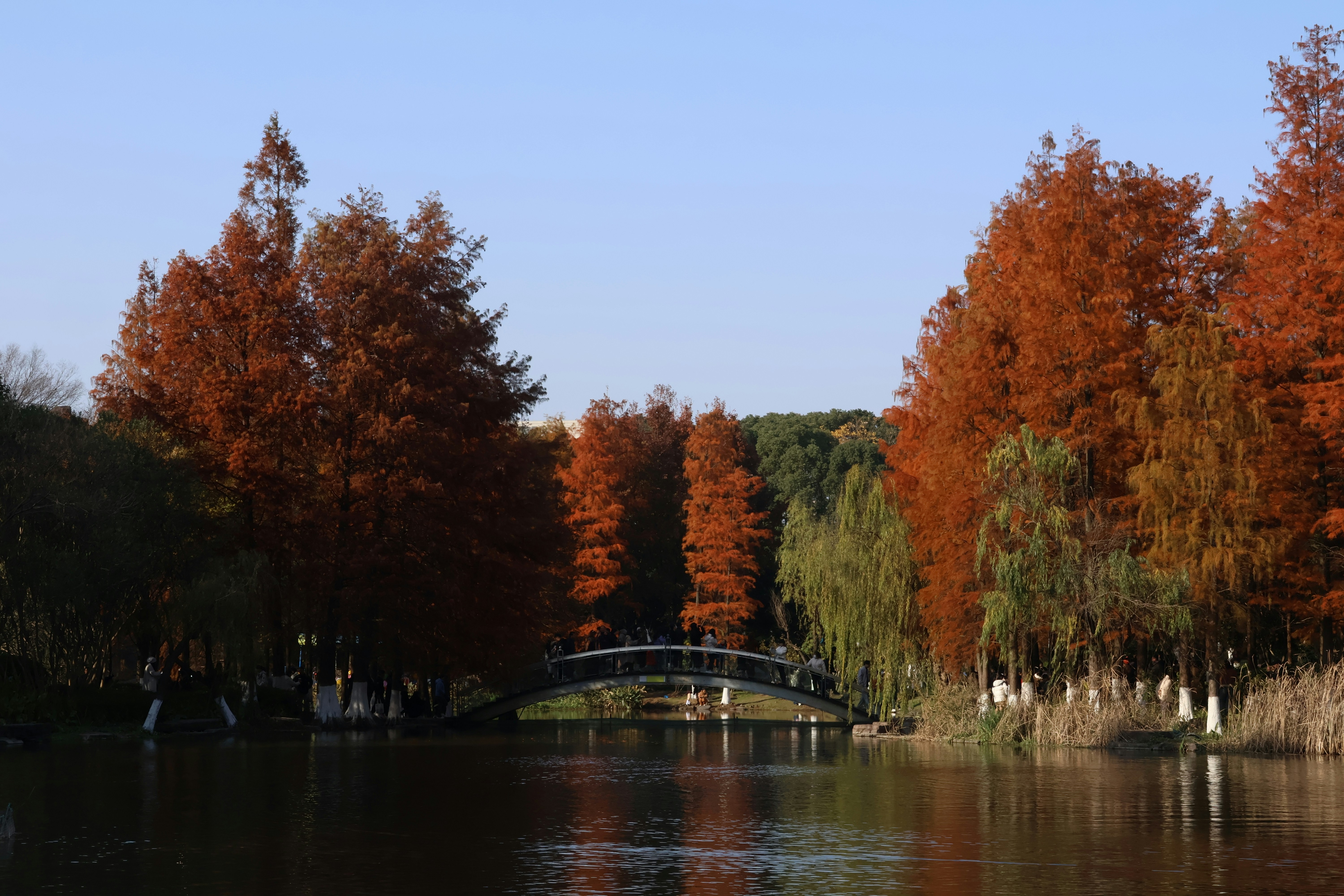 Autumn Arc over the Quiet River: Copper Trees Framing a Gentle Bridge