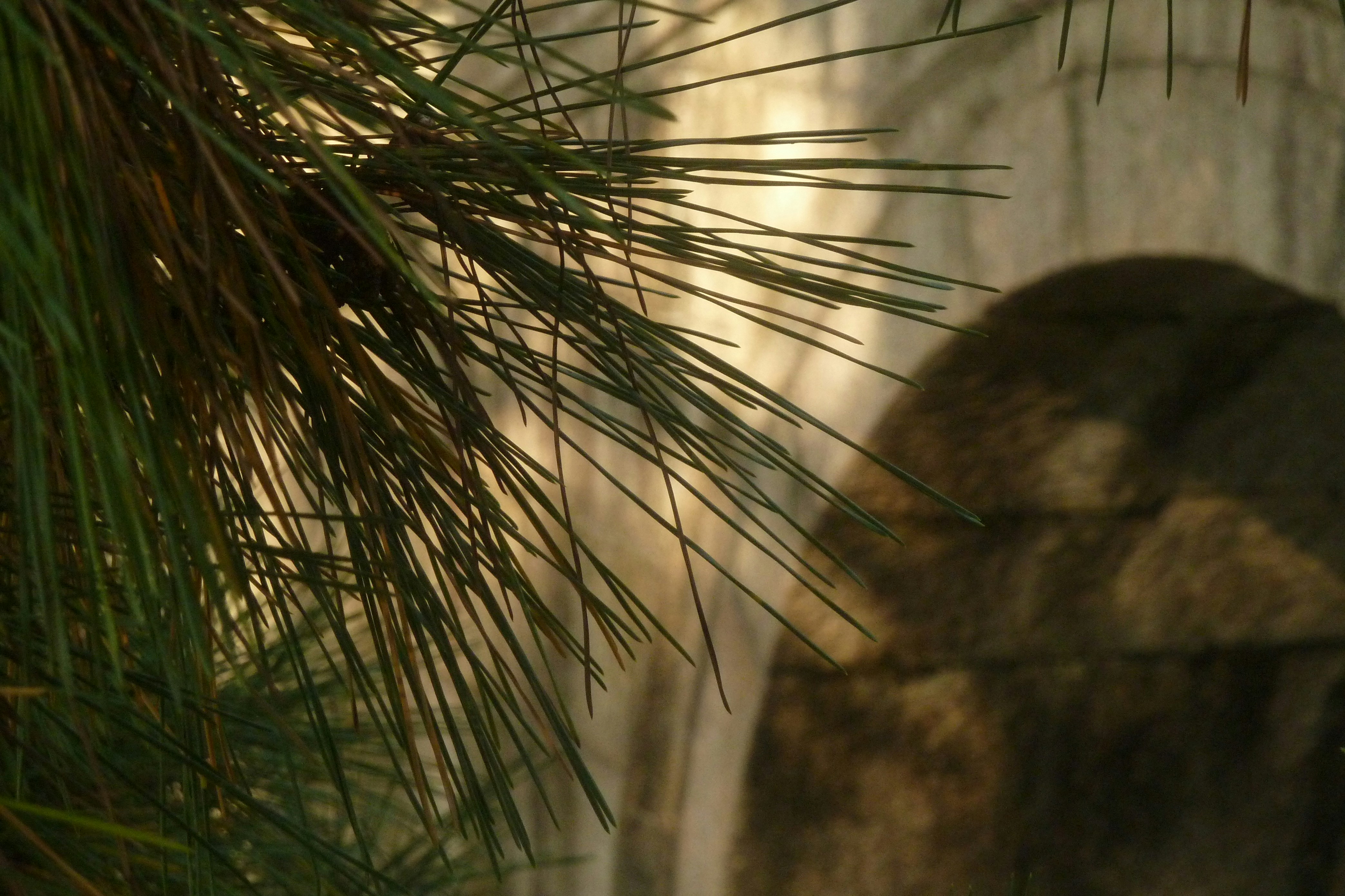 A close up of a cat in a tree