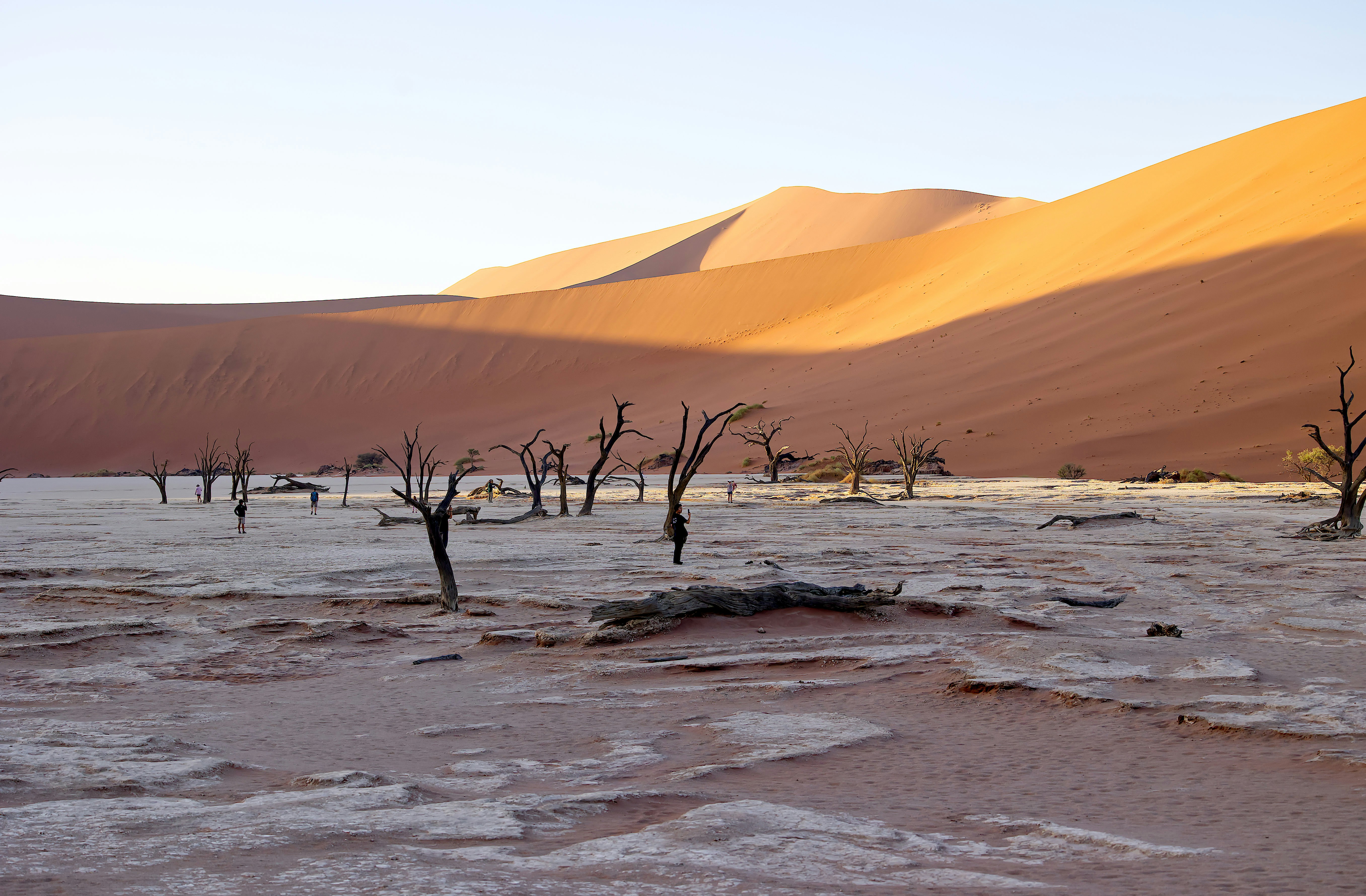 A group of dead trees in the middle of a desert photo – Free Deadvlei ...