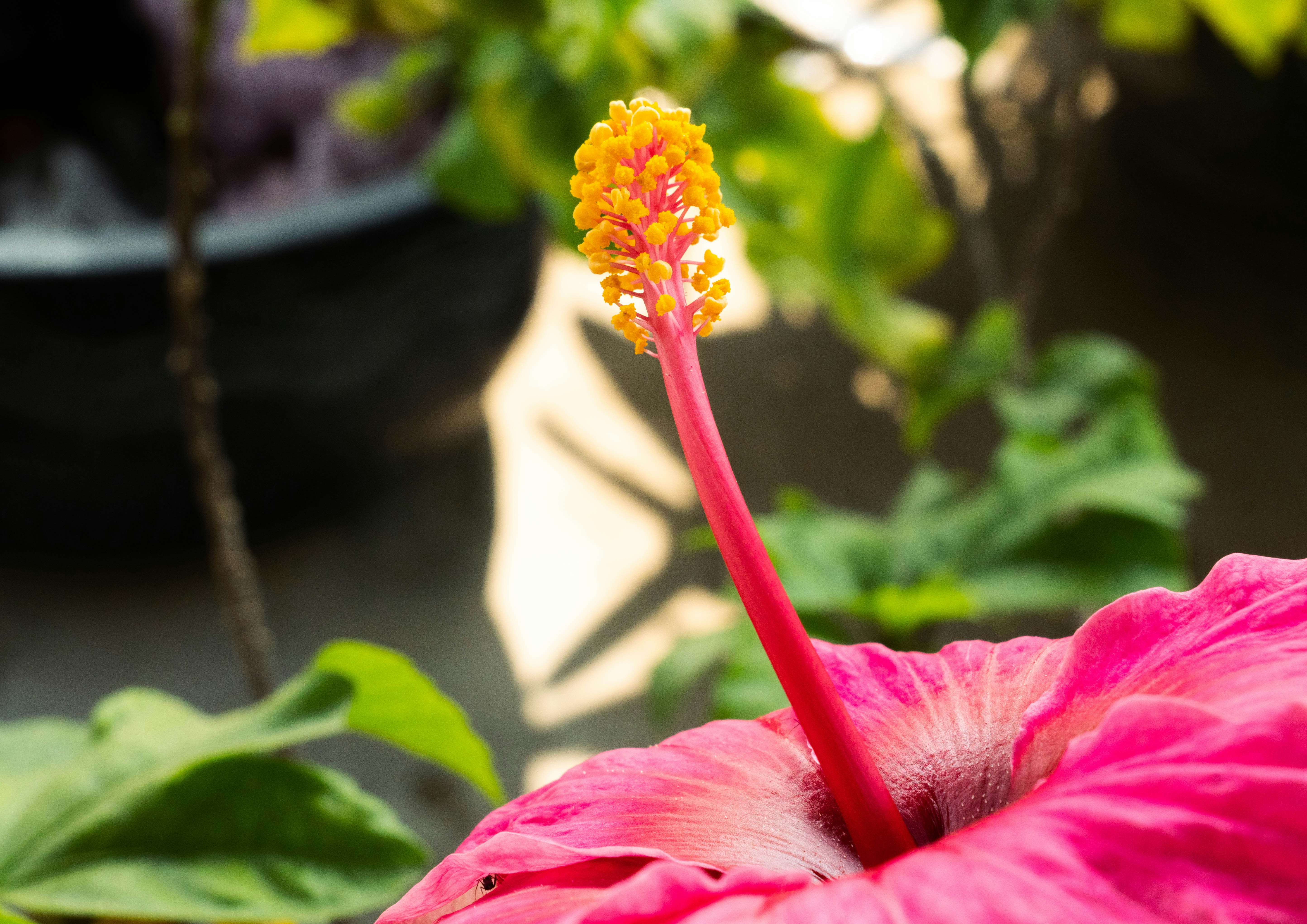 Scarlet Hibiscus Stamen in Focus