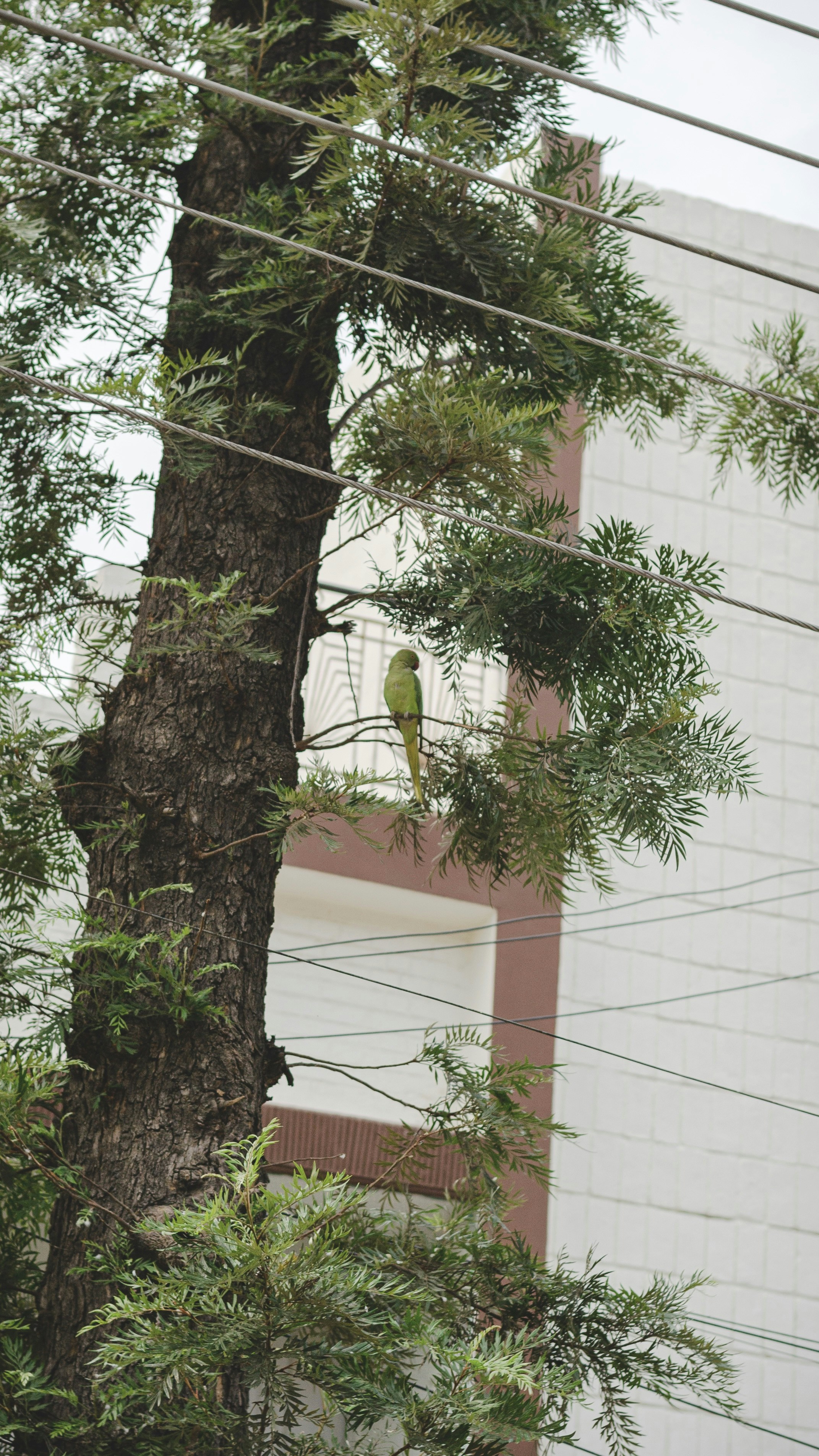 Verdant Parrot Between Wires: A Quiet Urban Perch