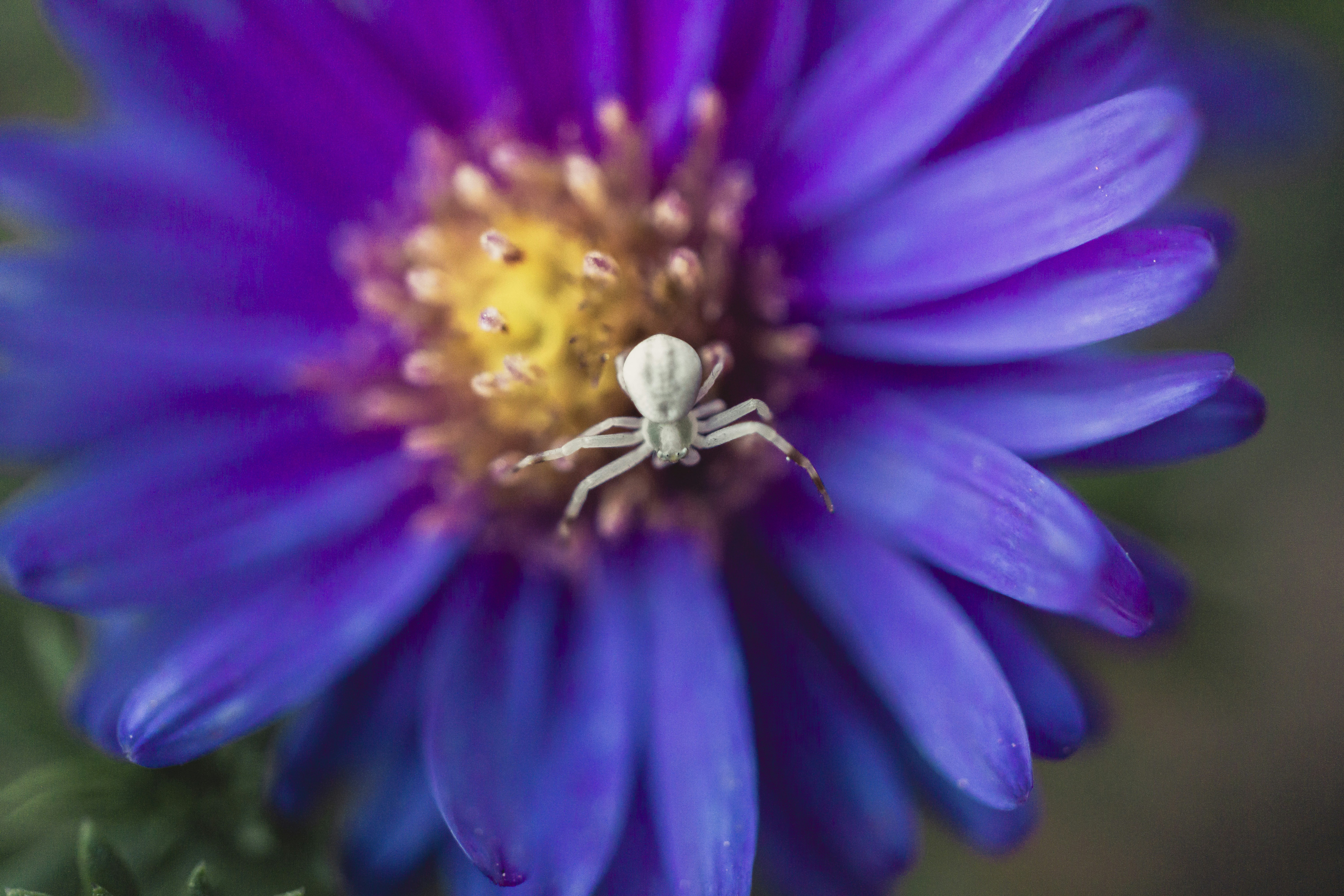 Crab Spider at the Heart of a Violet Bloom