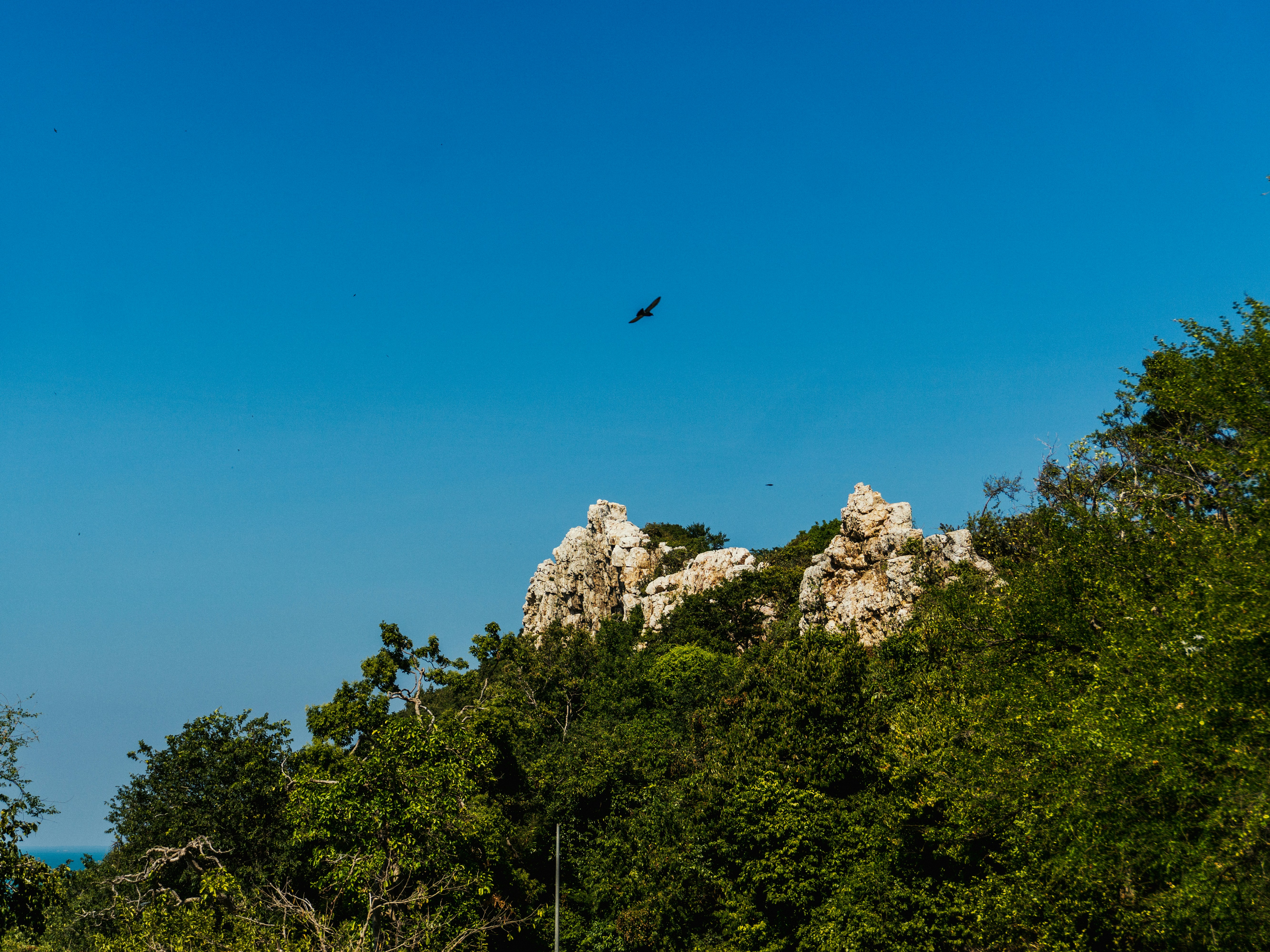 Ridgecrest of Light: Limestone Beacon Above the Green Canopy